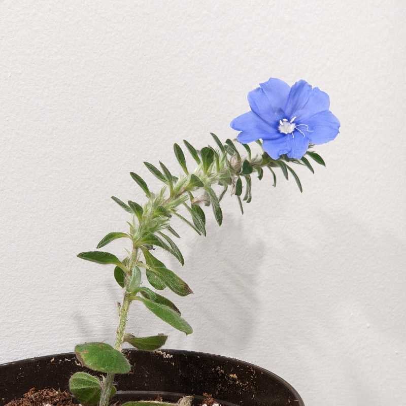 How to Propagate Your Blue Daze
