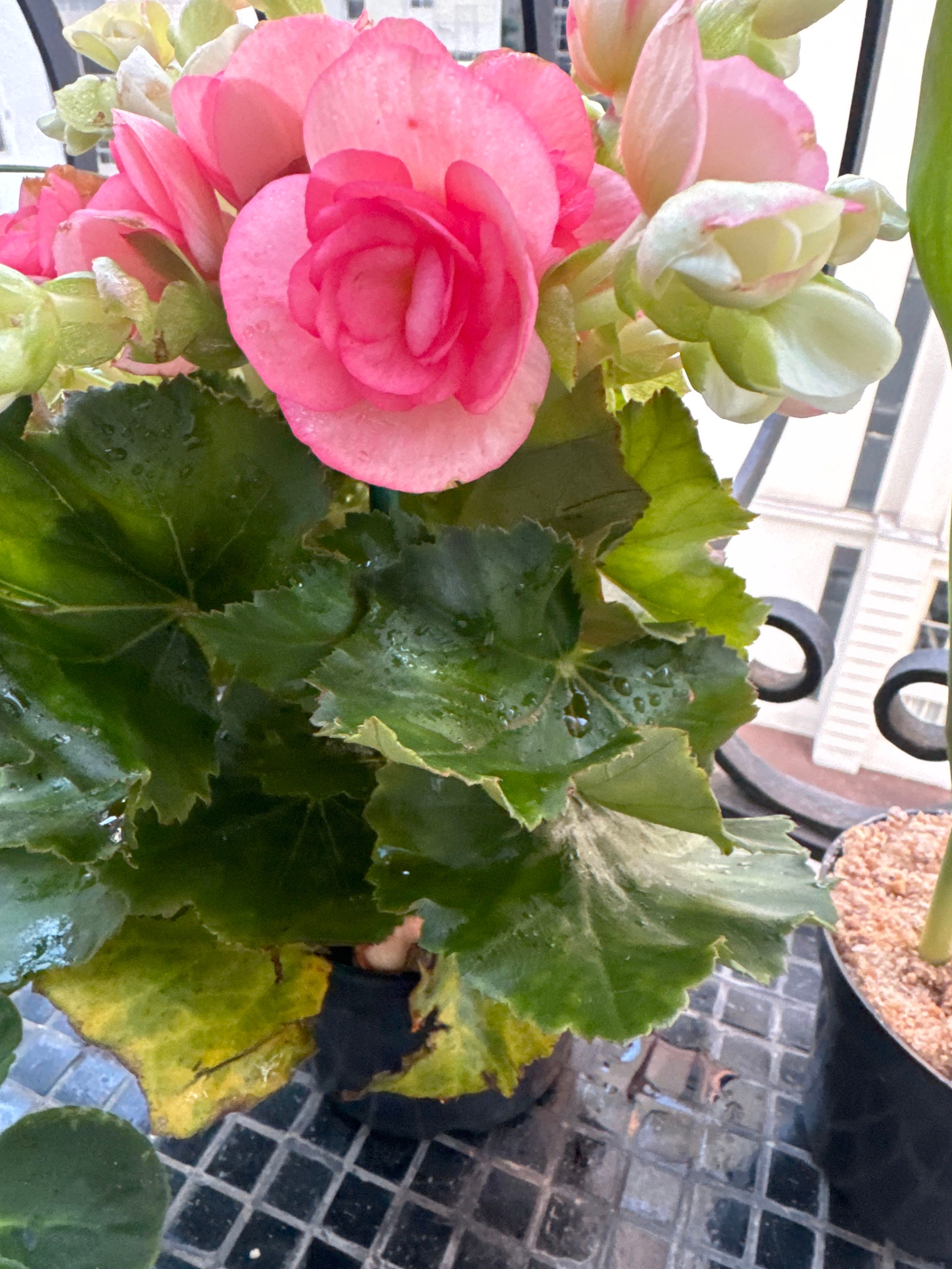 Maple leaf begonia Care 101: Water, Light & Growing Tips