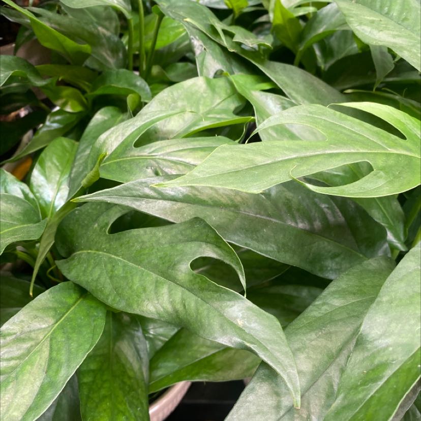 What Is A Good Temperature Range For My Baltic Blue Pothos?