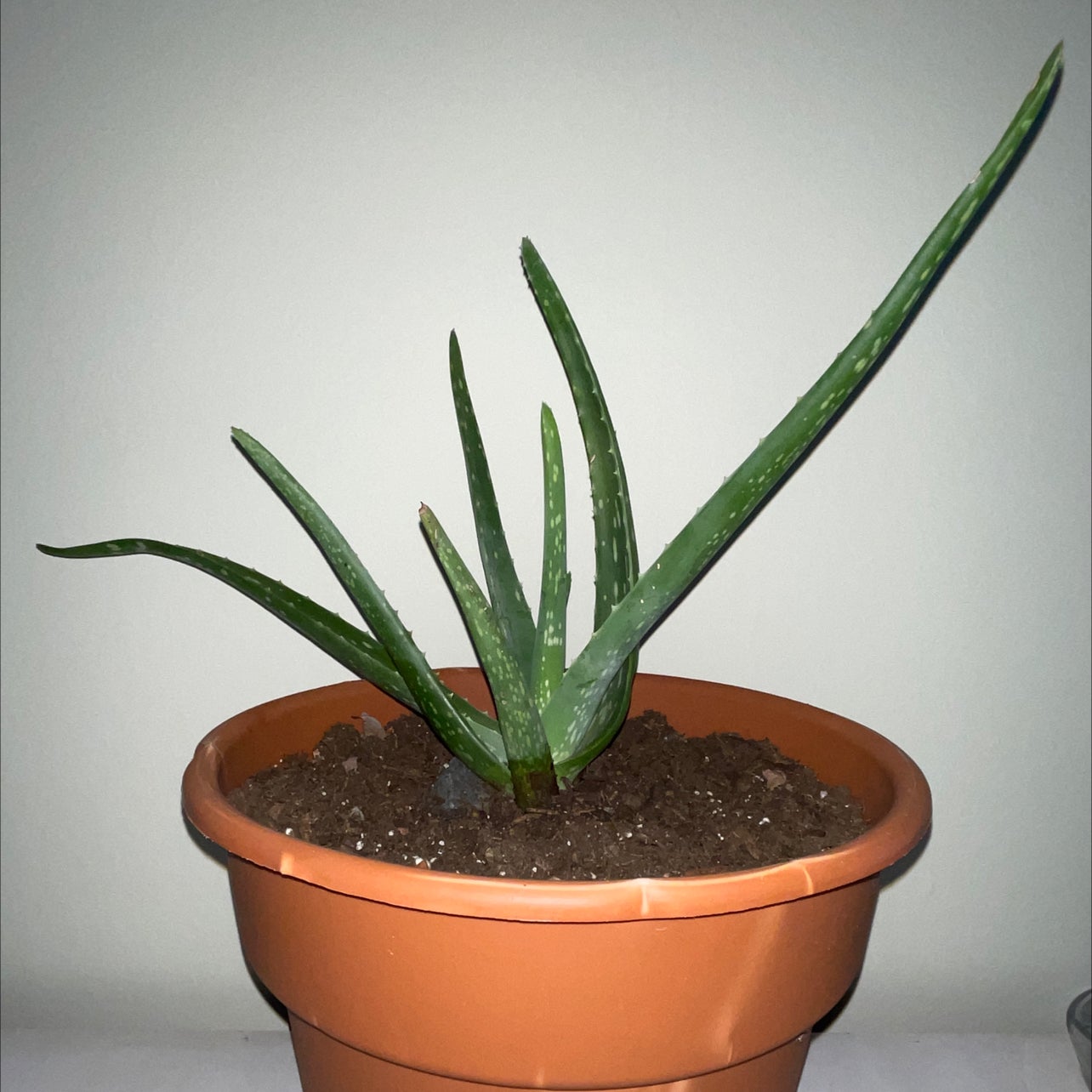 Arsenio | A plant by @Mama_Rinn on Greg