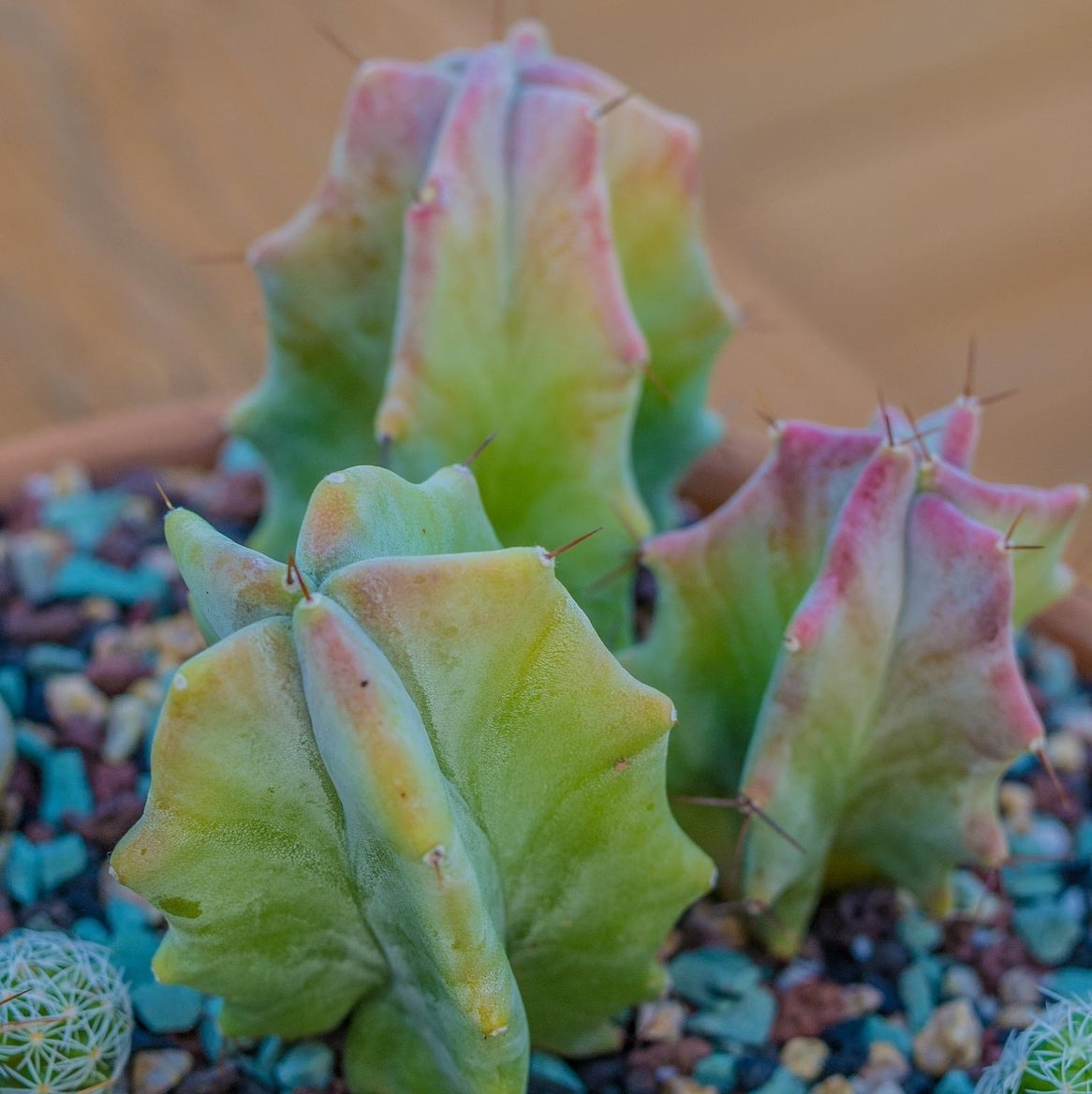 💧 Why Are My Gray Ghost Organ Pipe Leaves Mushy?