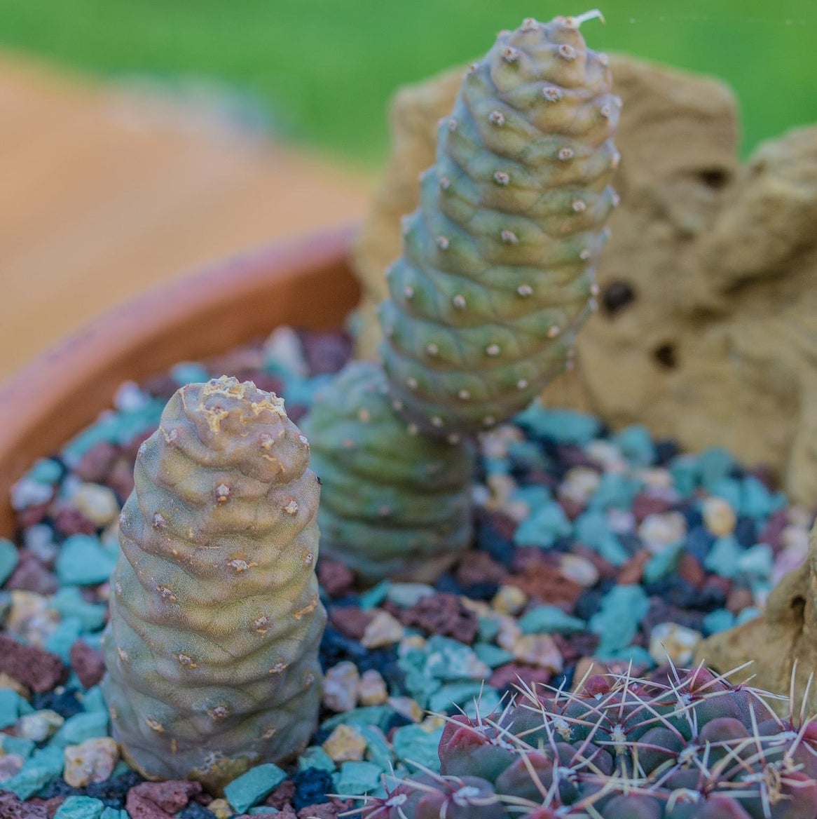 How to Prune Pine Cone Cactus