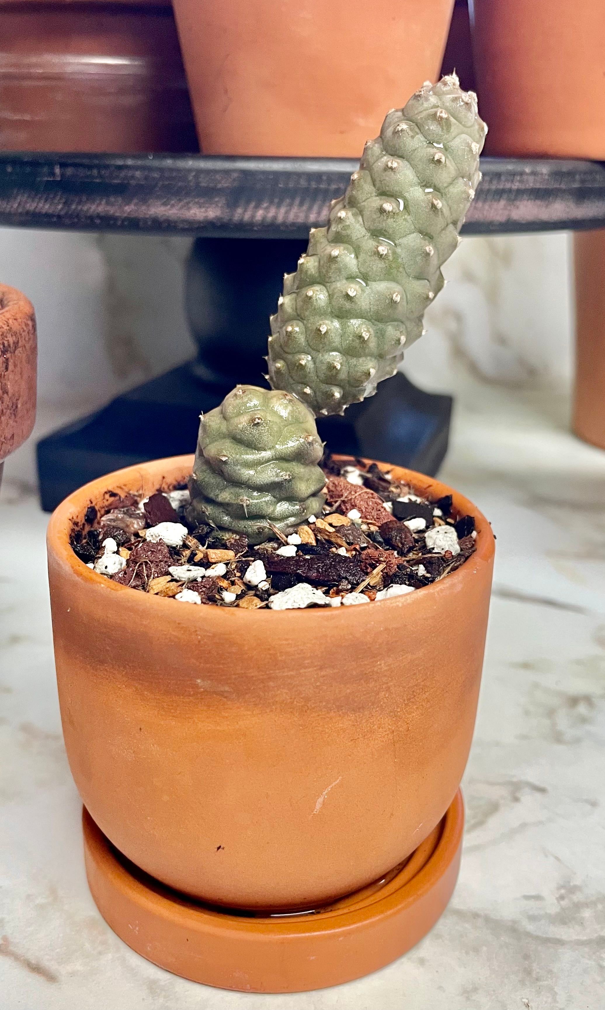 The Complete Pine Cone Cactus Plant Care Guide: Water, Light & Beyond