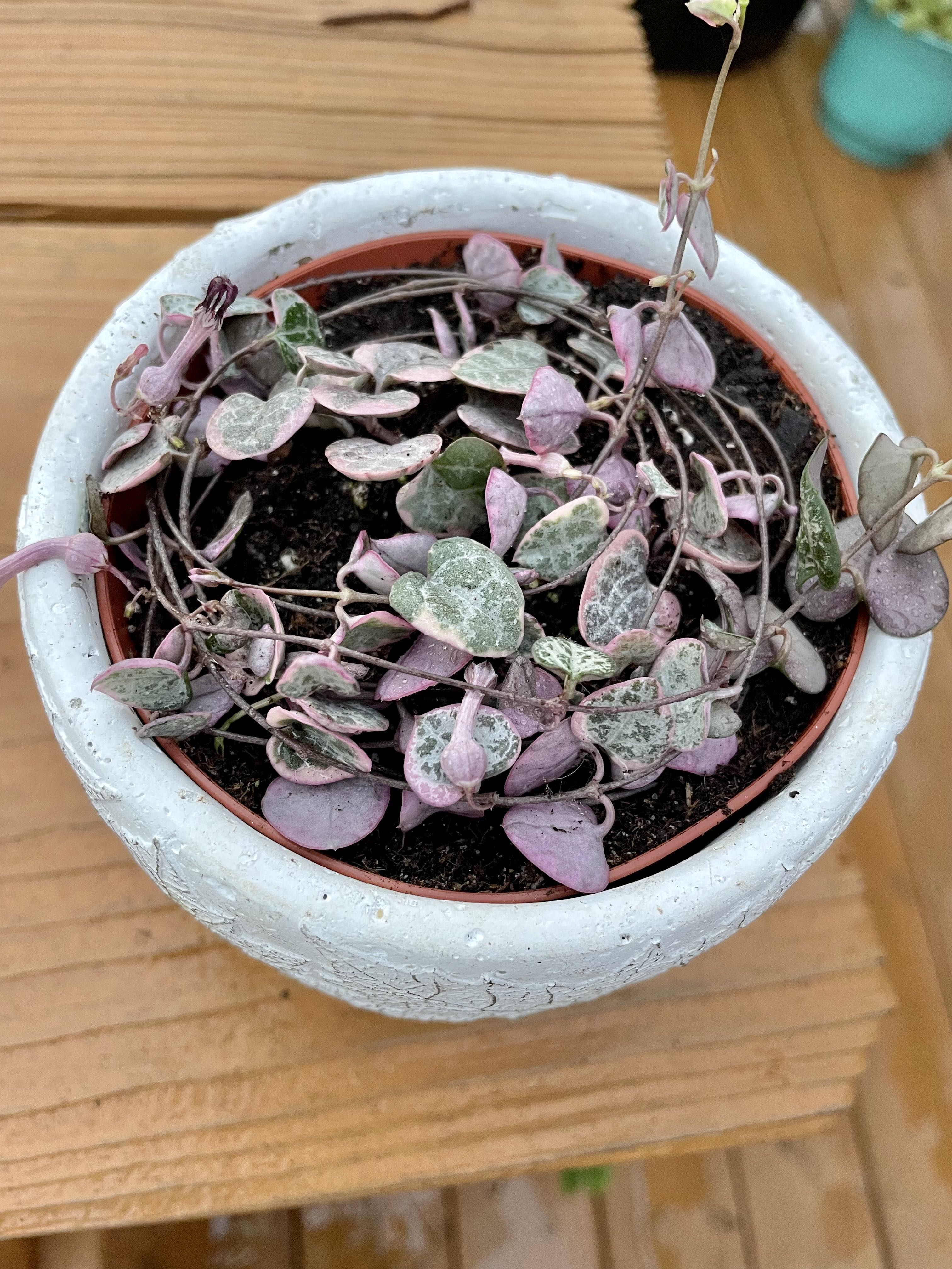 String of Spades Plant Care: Water, Light, Nutrients | Greg App 🌱