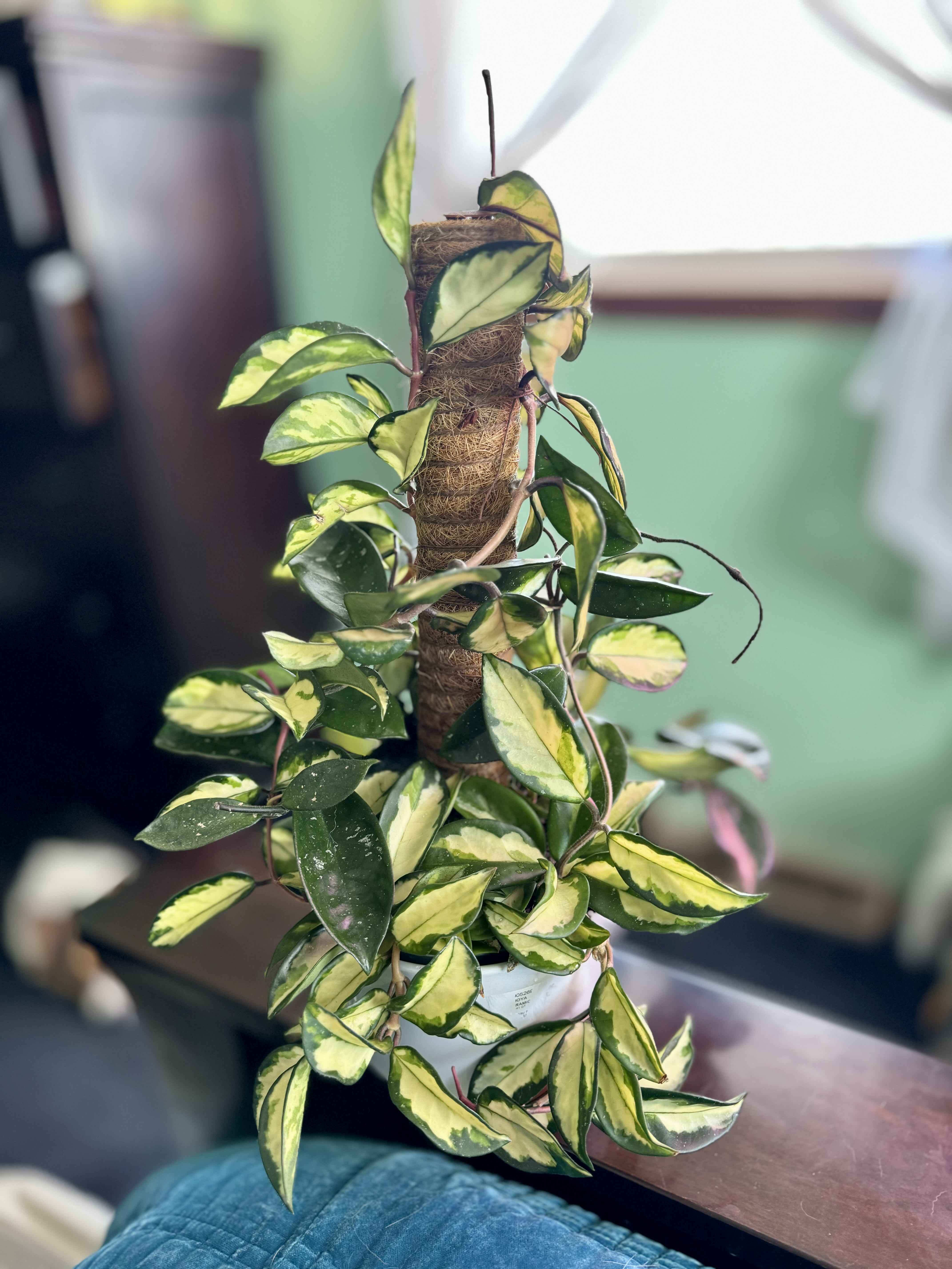 Hoya 'Chouke': How Much Water & Light Does it Need to Thrive?