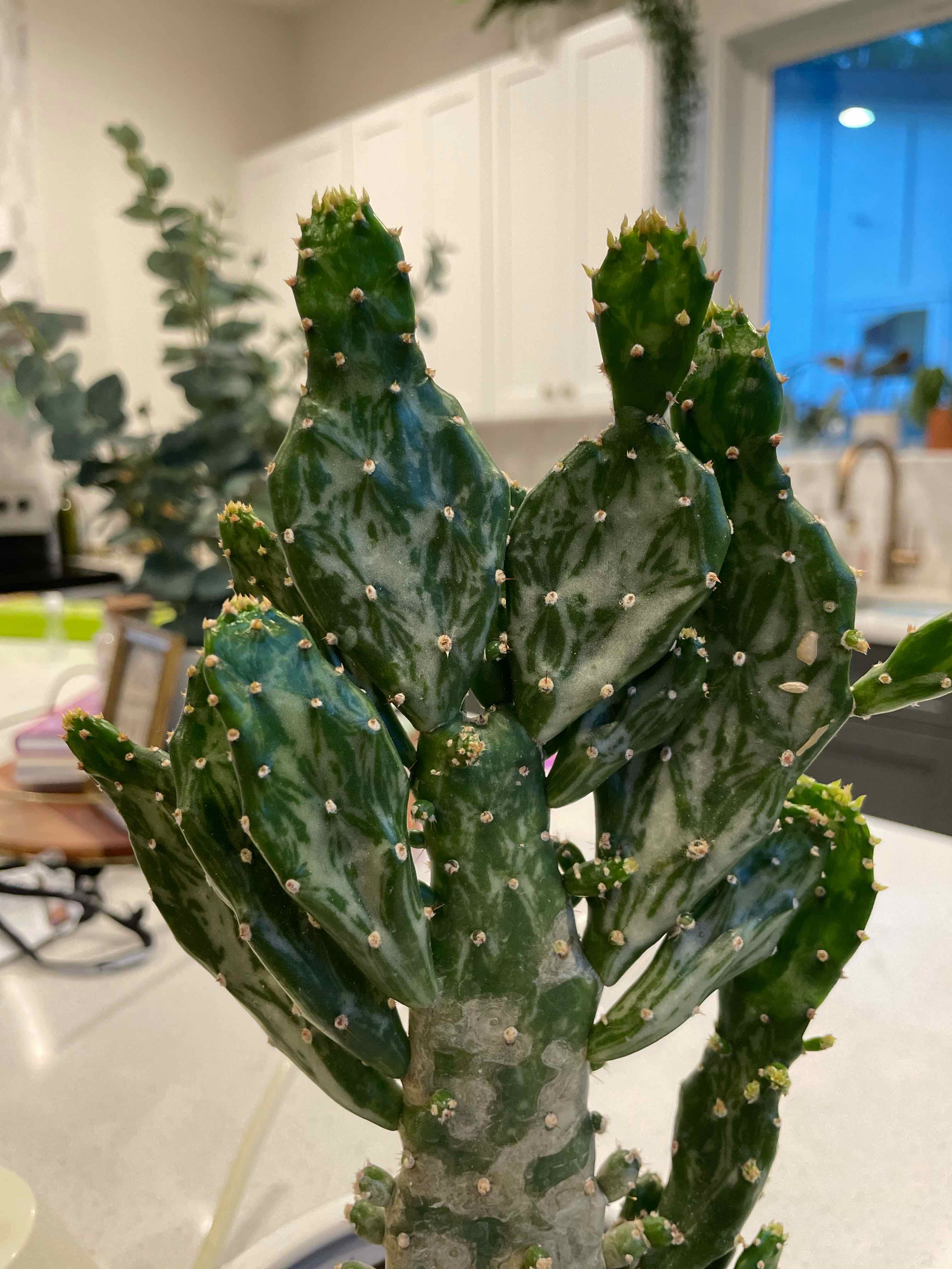 🌵 Propagating Drooping Prickly Pear: Step-by-Step Guide