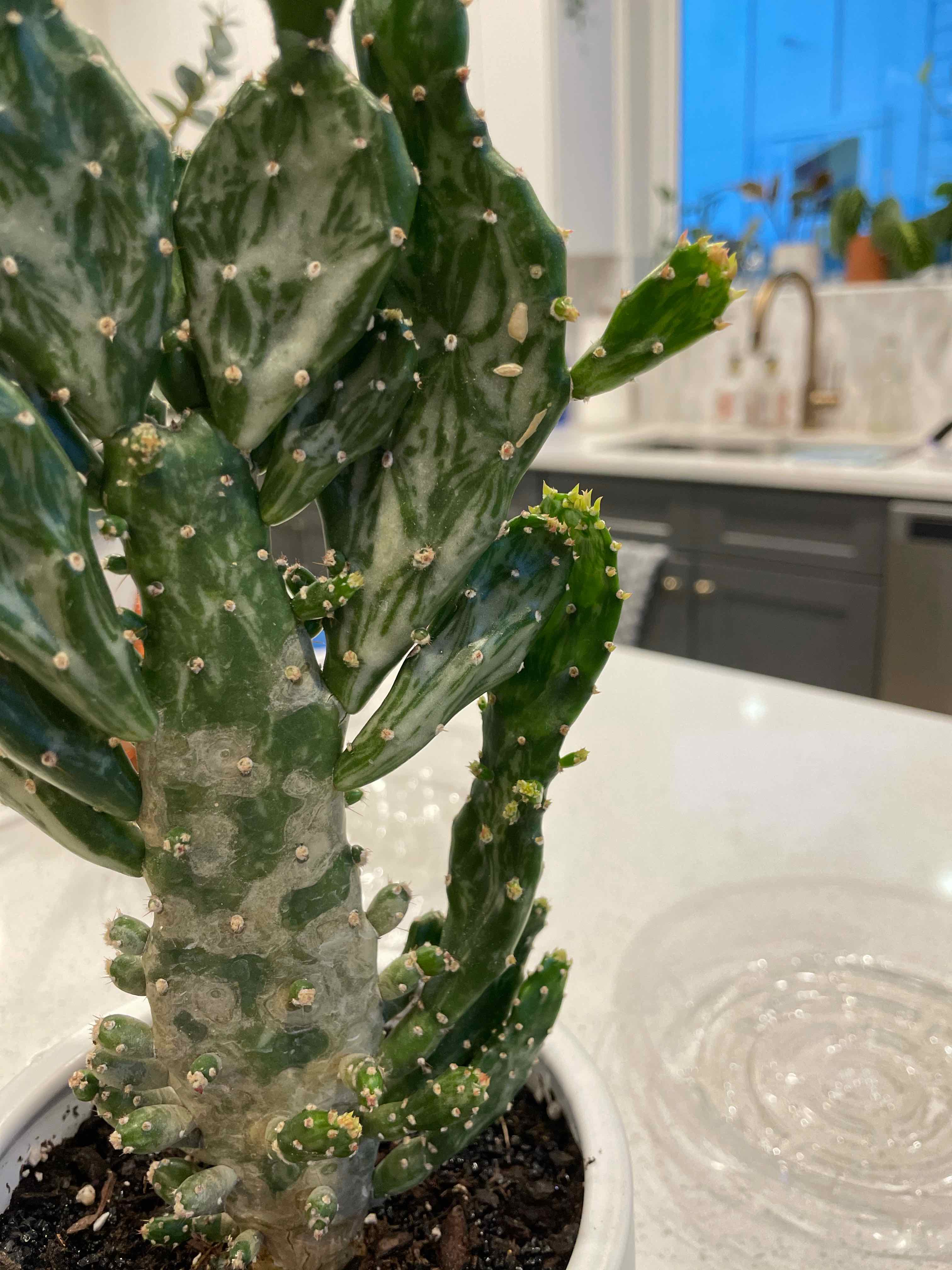 🌵 How To Prune Drooping Prickly Pear