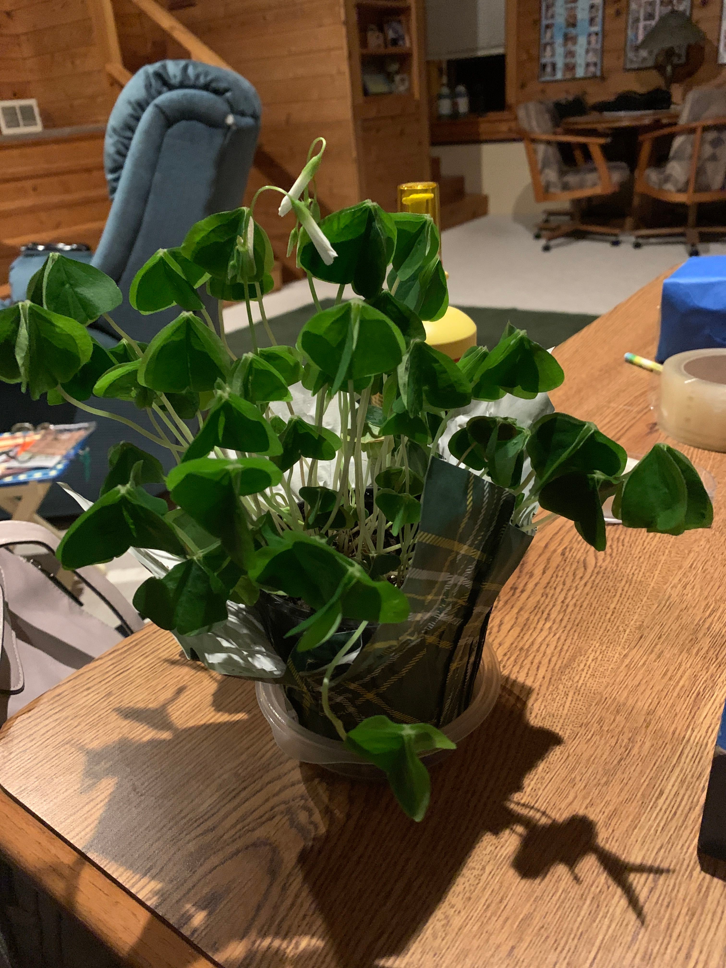 🍀 Ultimate Guide to Shamrock Plant Roots