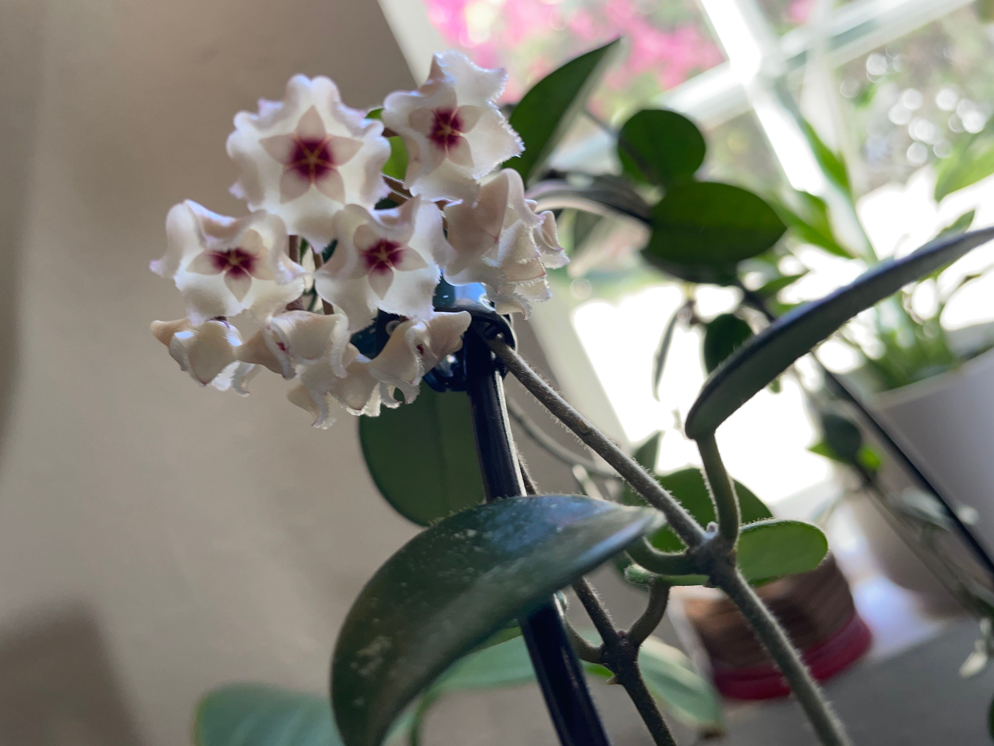 🌸 How Long a Hoya 'Mathilde' Lives