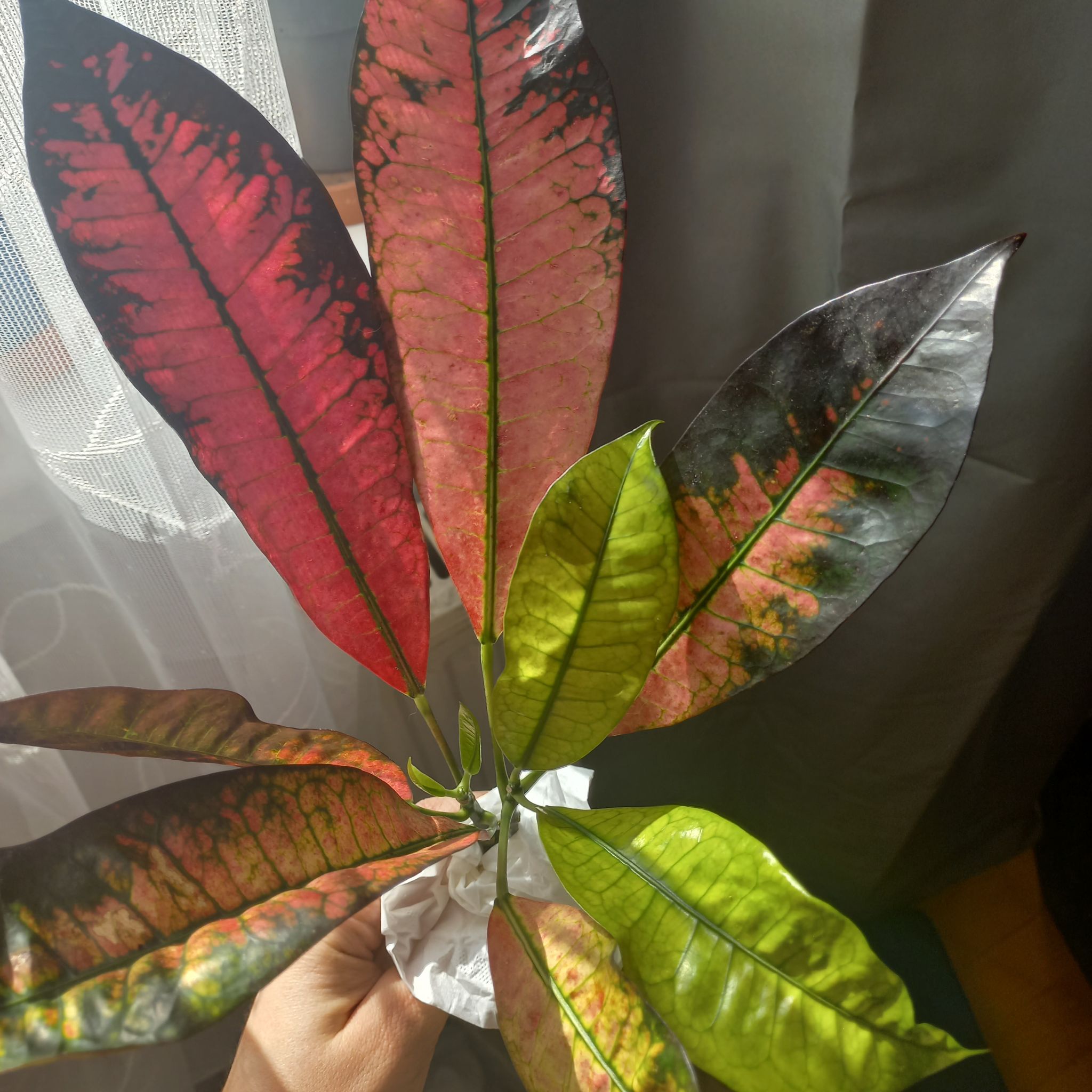 Red Iceton Croton Plant Care: Water, Light, Nutrients | Greg App 🌱