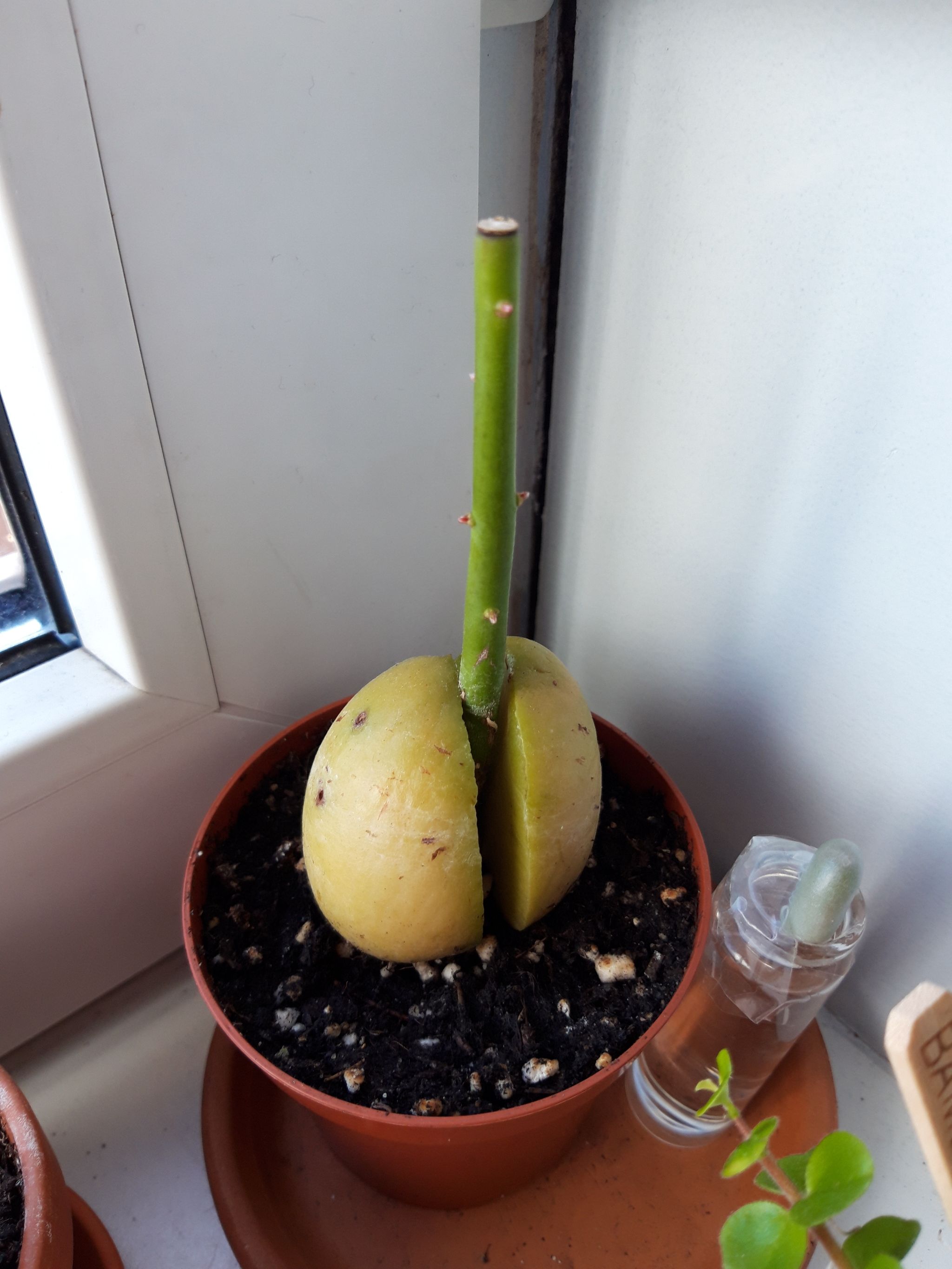 How do roots grow so fast!?