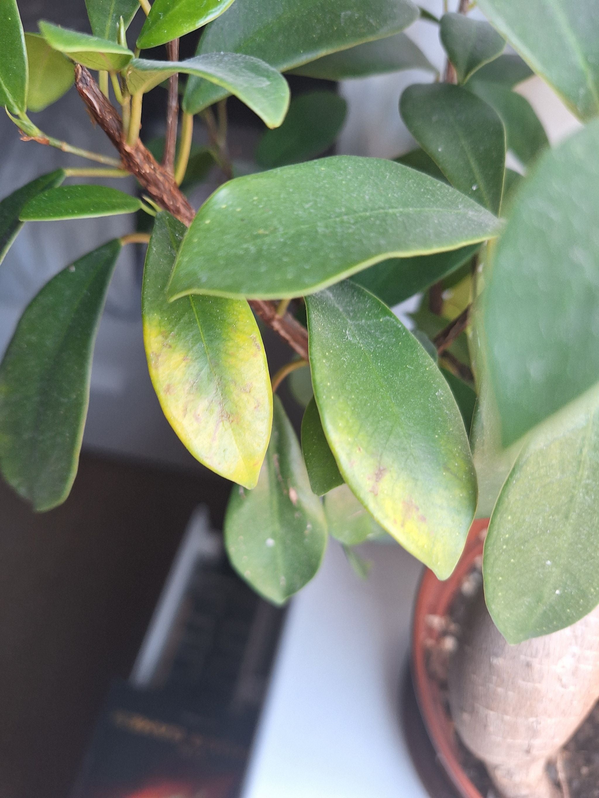 weird leaves