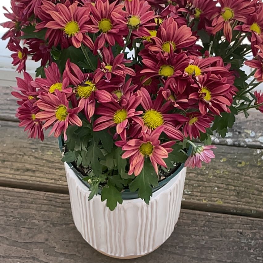 🌞 Is Direct Sunlight Good for My Giant Crego Aster?