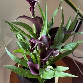 Calla Lily Root Rot Solutions 🔧