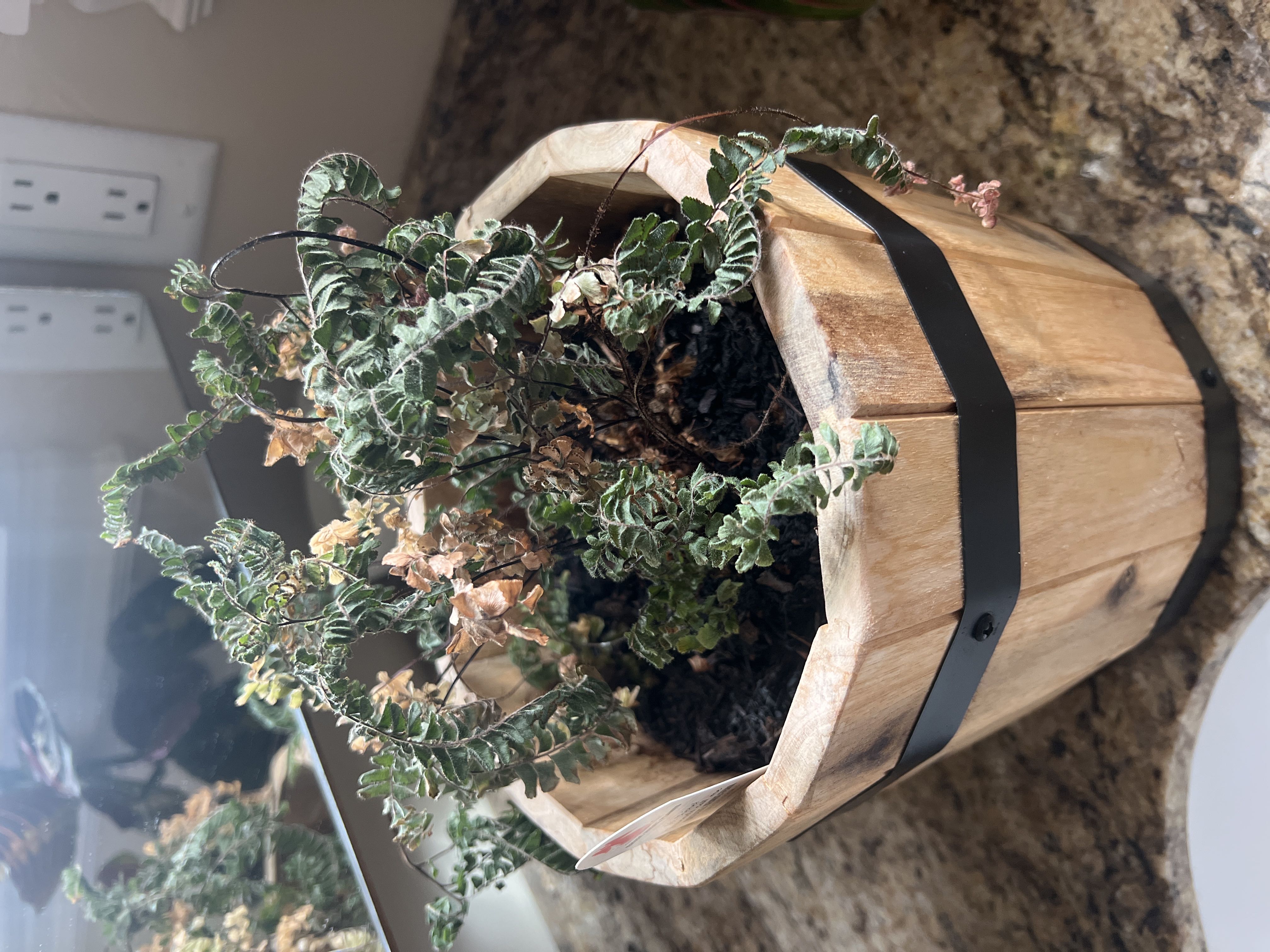 Keep Your Bronze Venus Fern Alive: Light, Water & Care Instructions