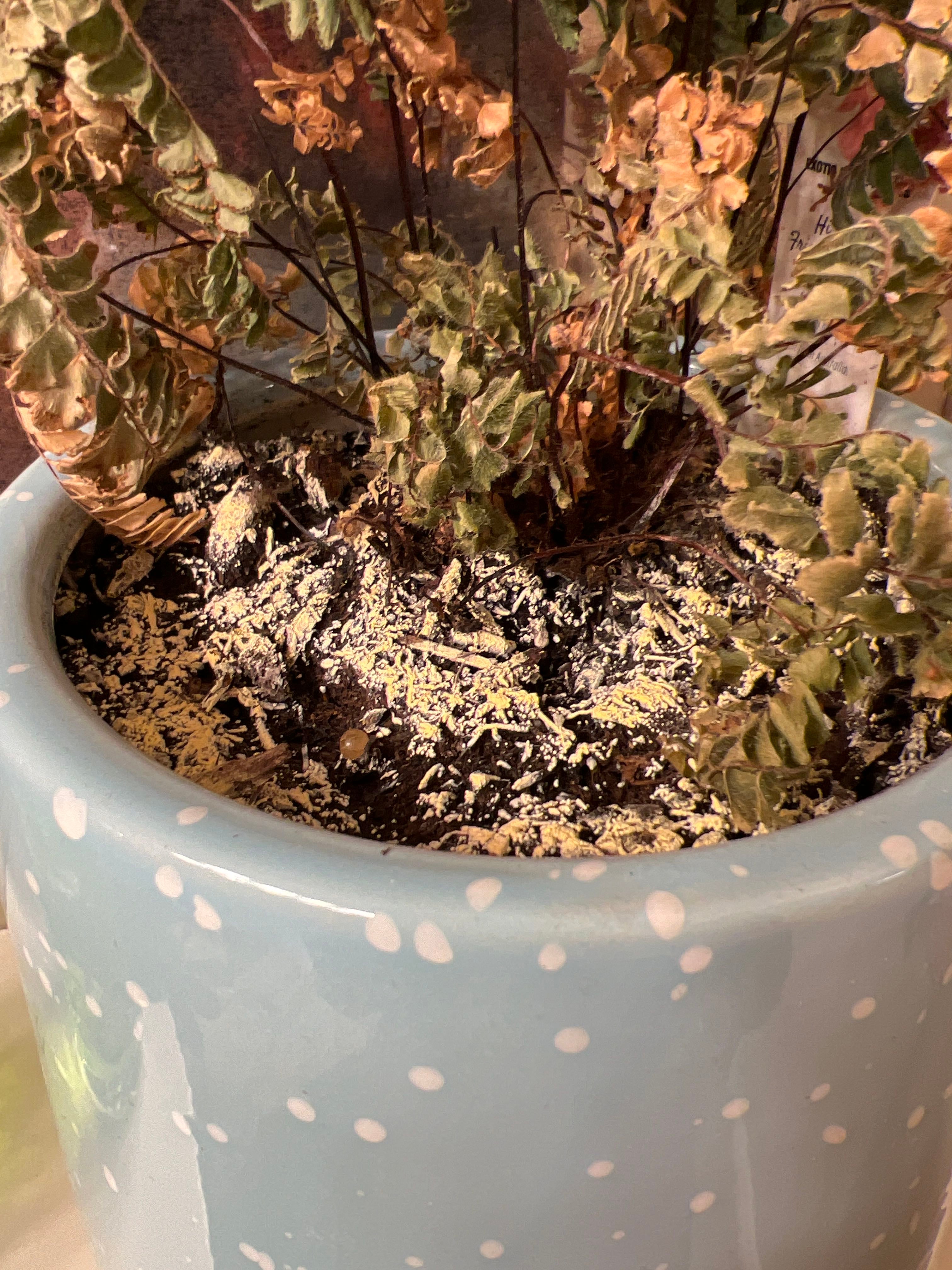 Bronze Venus Fern: How Much Water & Light Does it Need to Thrive?