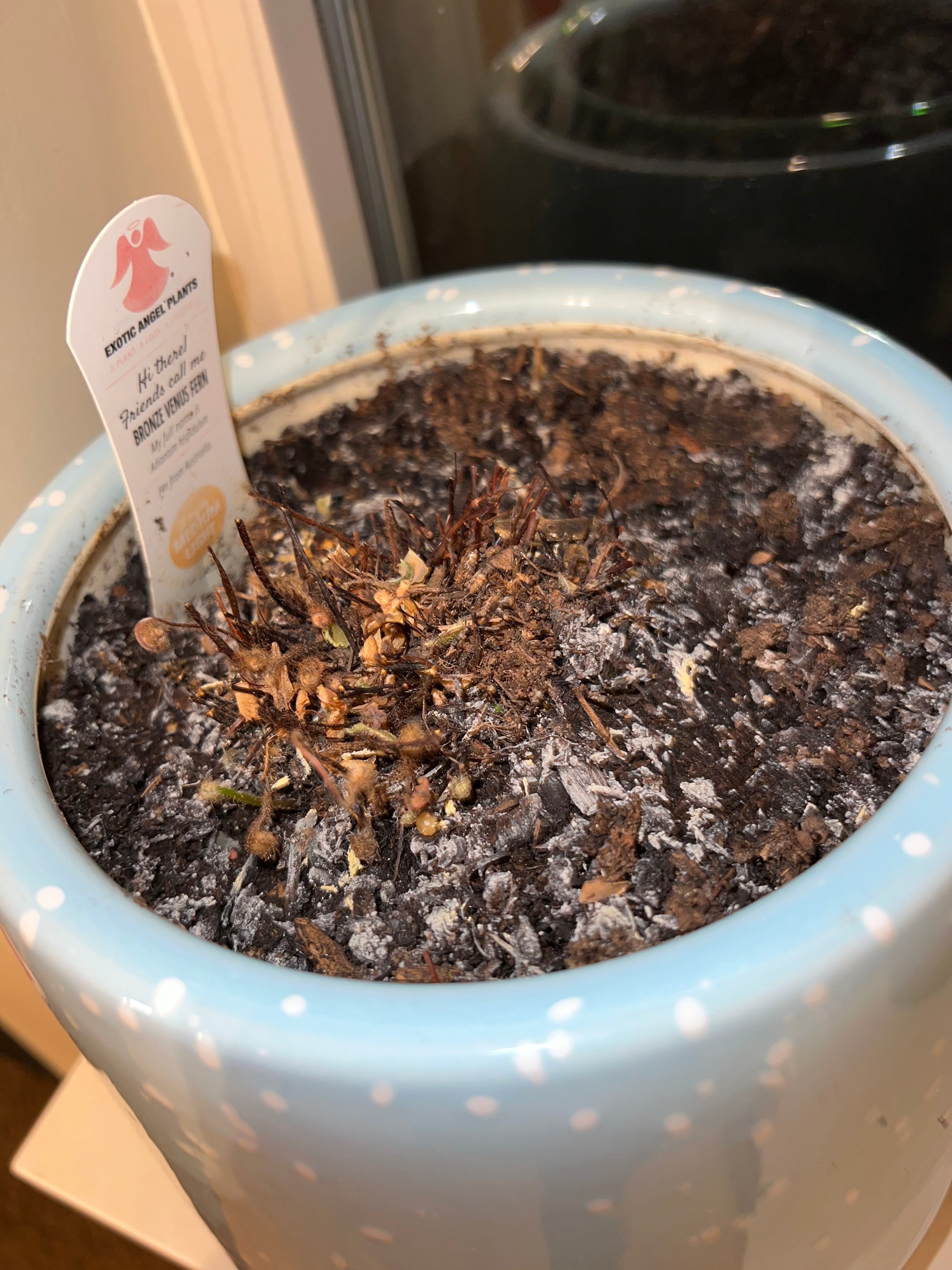 How to Care for Bronze Venus Fern: Mastering Water, Sunlight & More