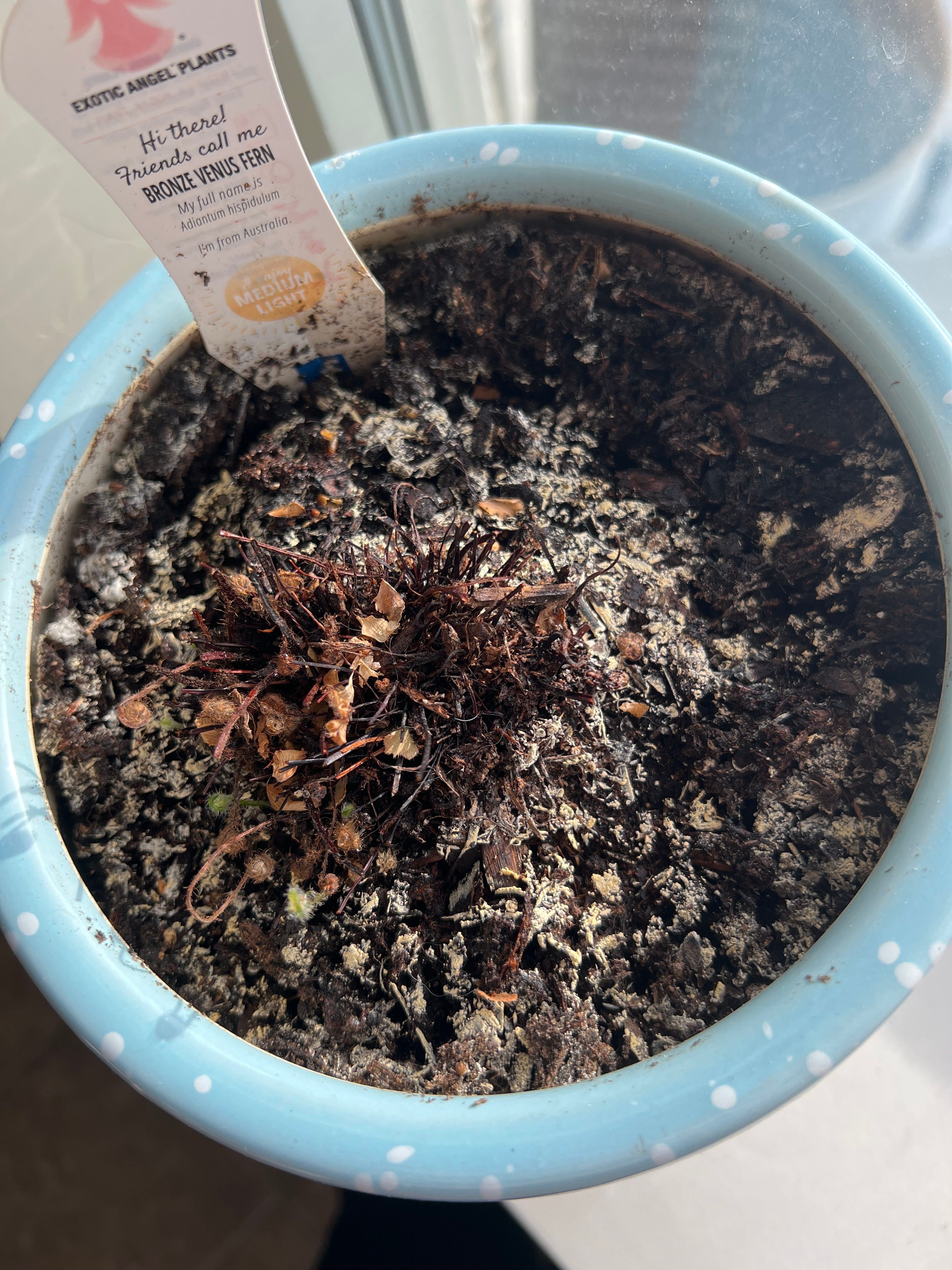 How to Care for Bronze Venus Fern: Mastering Water, Sunlight & More