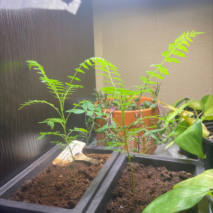 Propagating Jacaranda: The Ultimate Guide