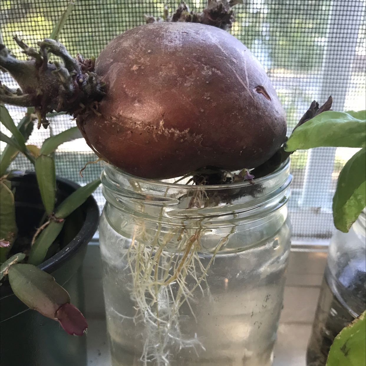 How Much Humidity Does My Potato Need?