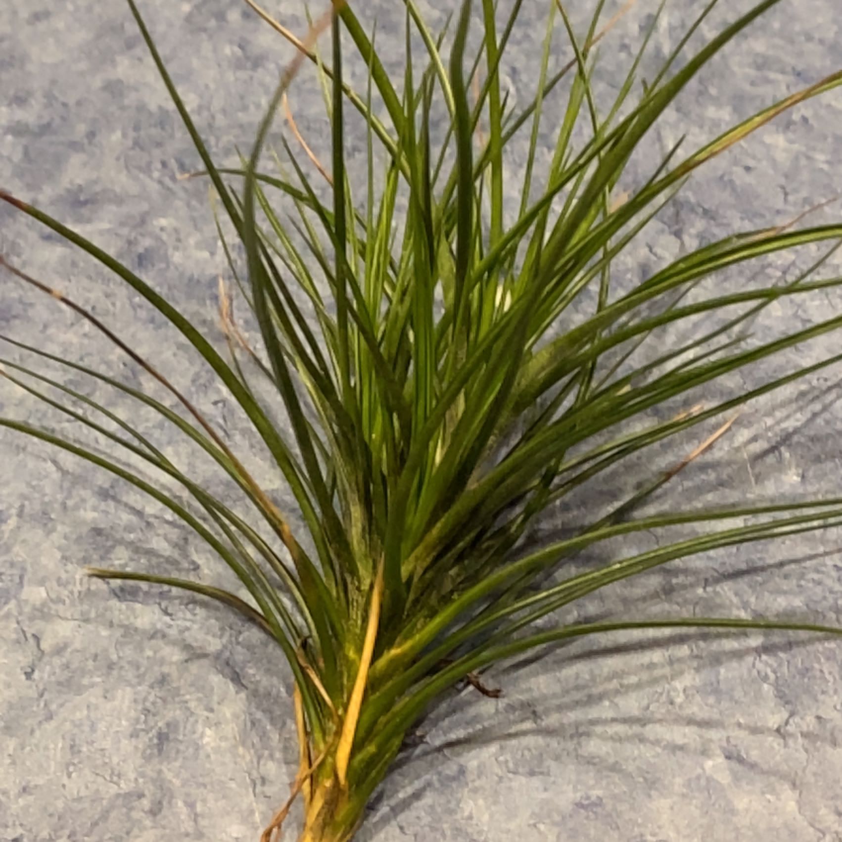 Why Are There Brown Spots on My Narrow Leaf Century Plant?