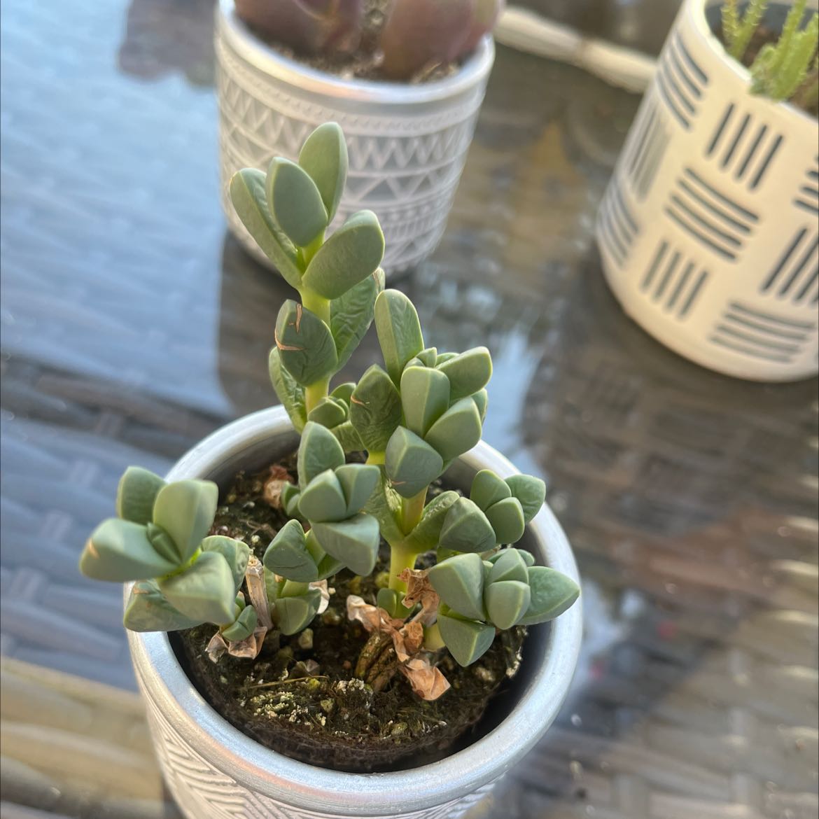 Why Are There Brown Spots on My Beads Lampranthus Leaves?
