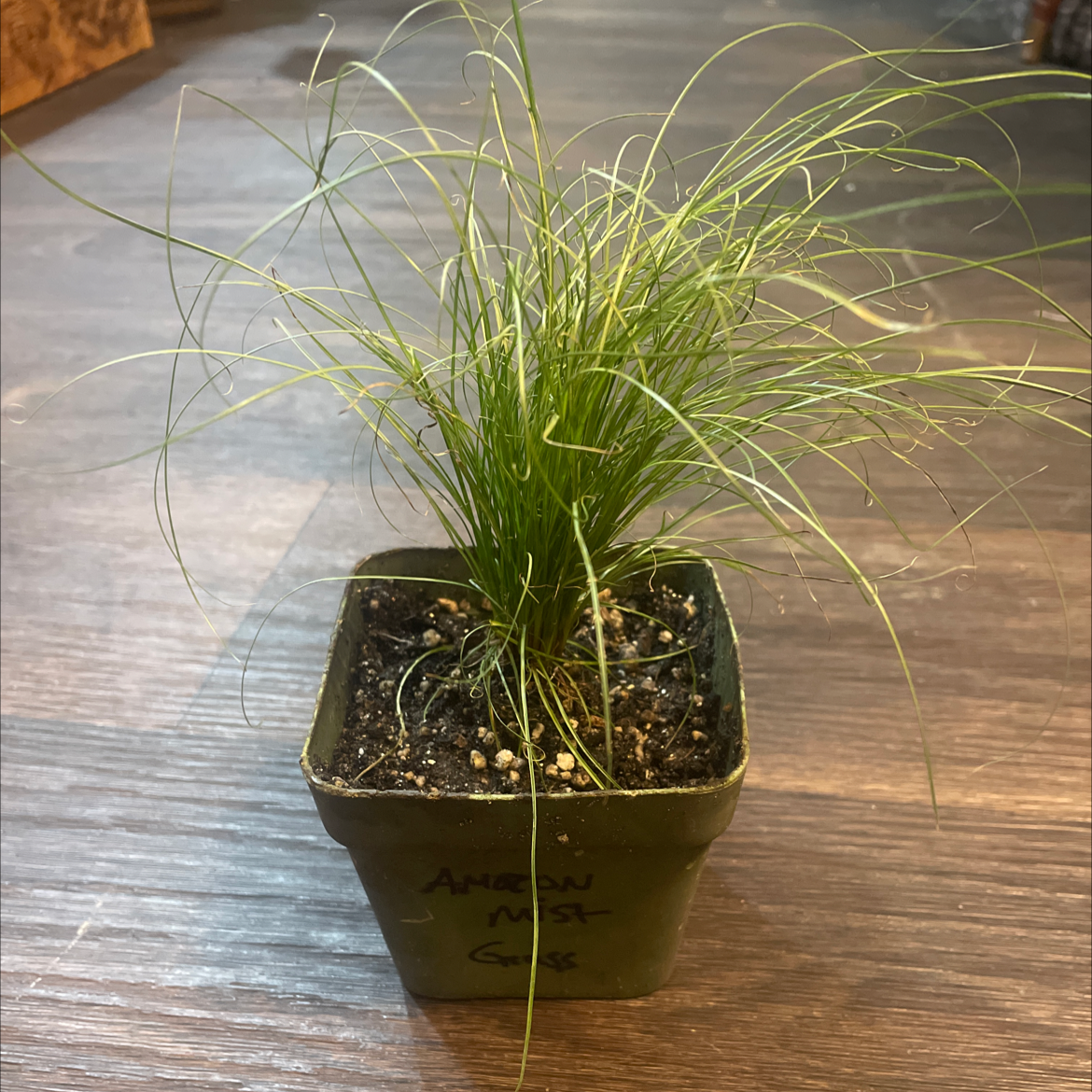 Leatherleaf Sedge: How Much Water & Light Does it Need to Thrive?