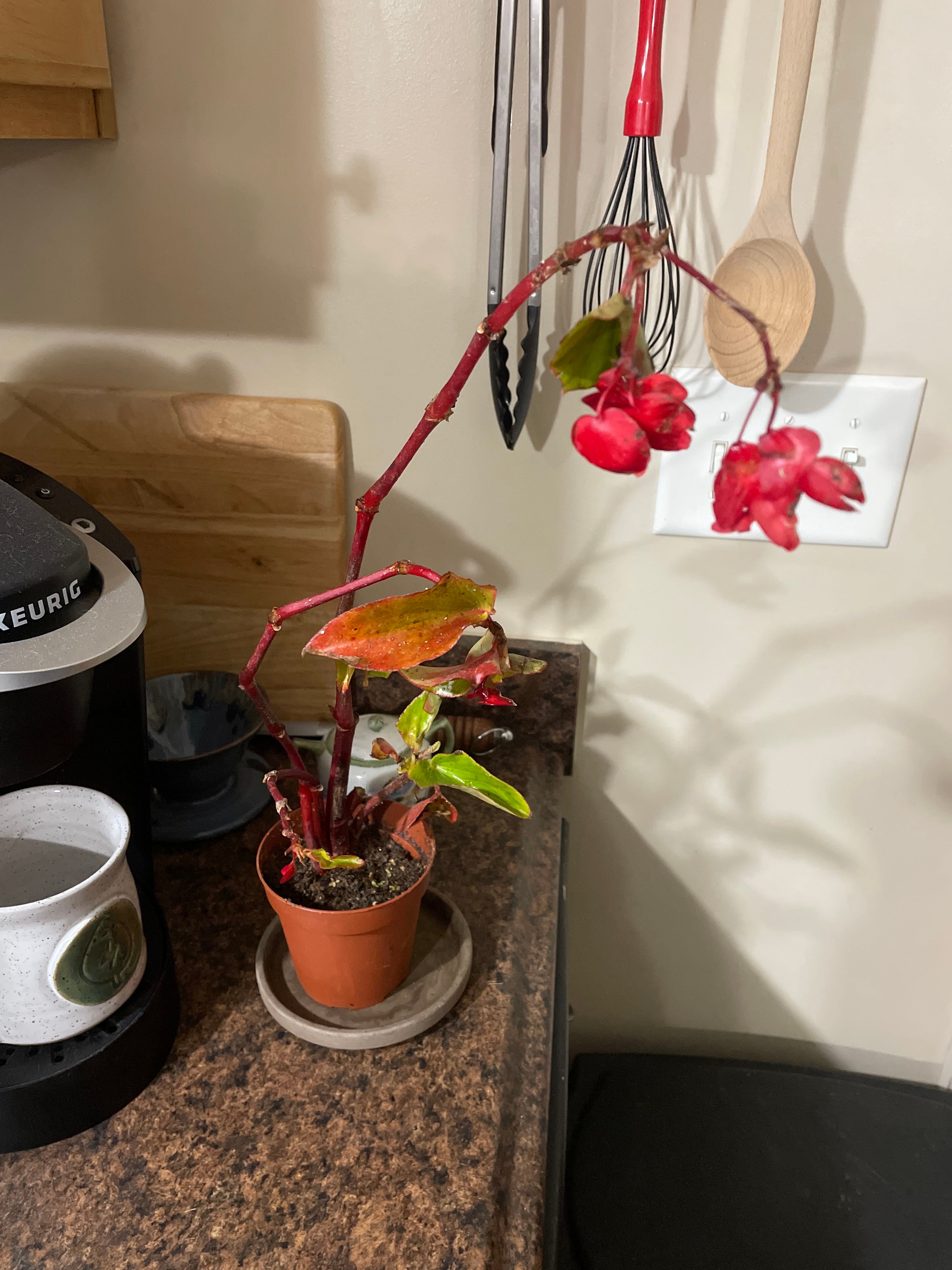 Clubed Begonia Plant Care: Water, Light, Nutrients | Greg App 🌱