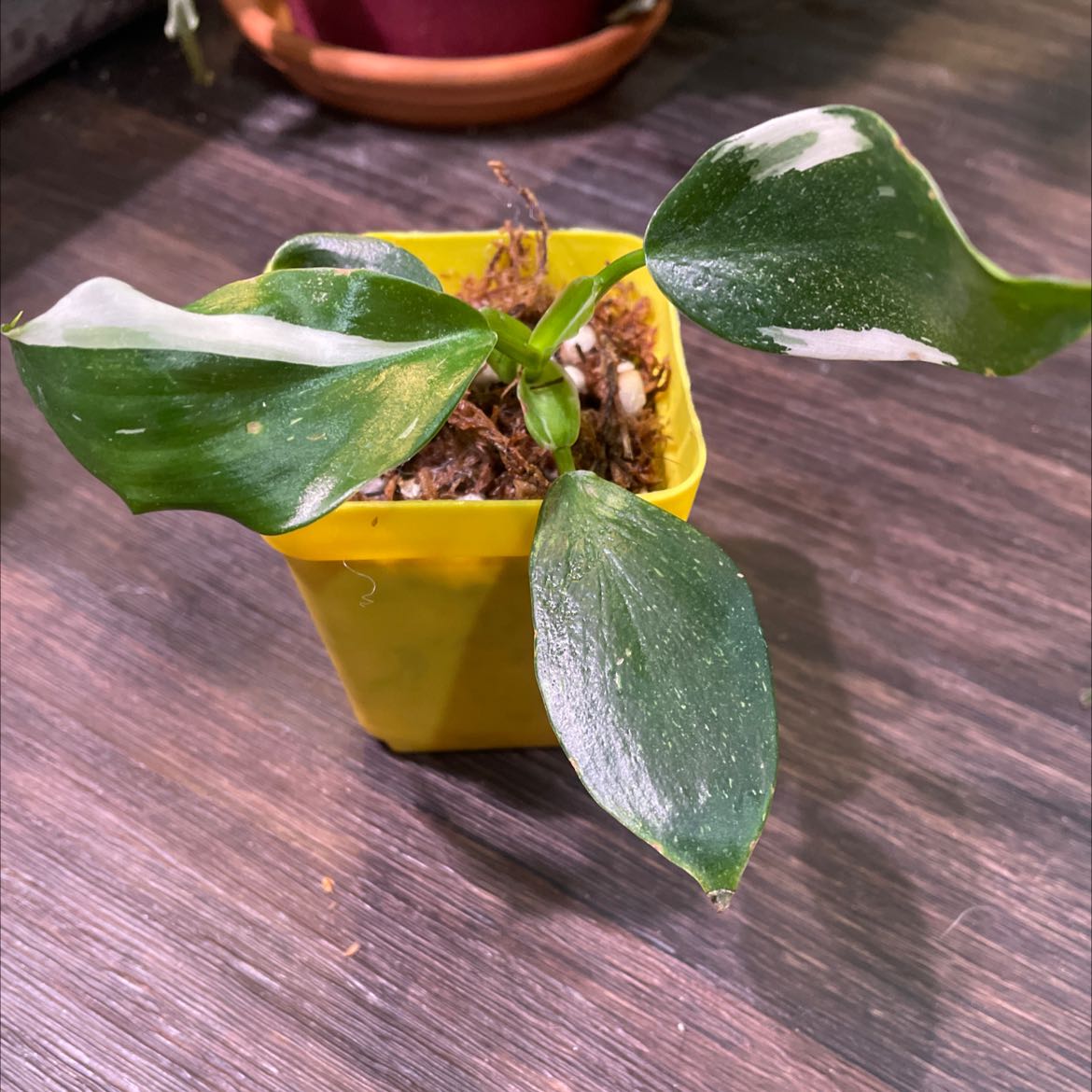 Black Spots on My Philodendron 'White Wizard' Leaves