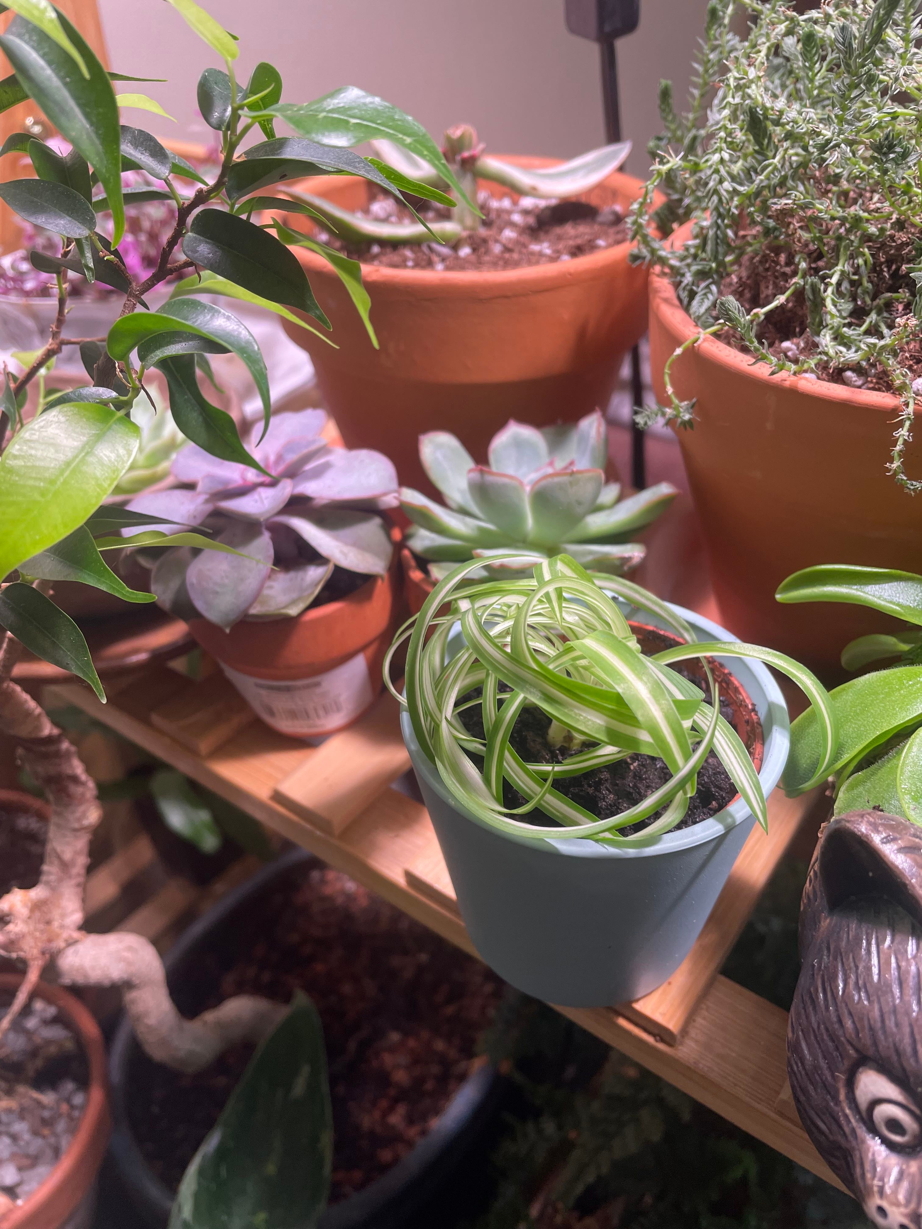 Philodendron 'Rio' Care 101: Water, Light & Growing Tips