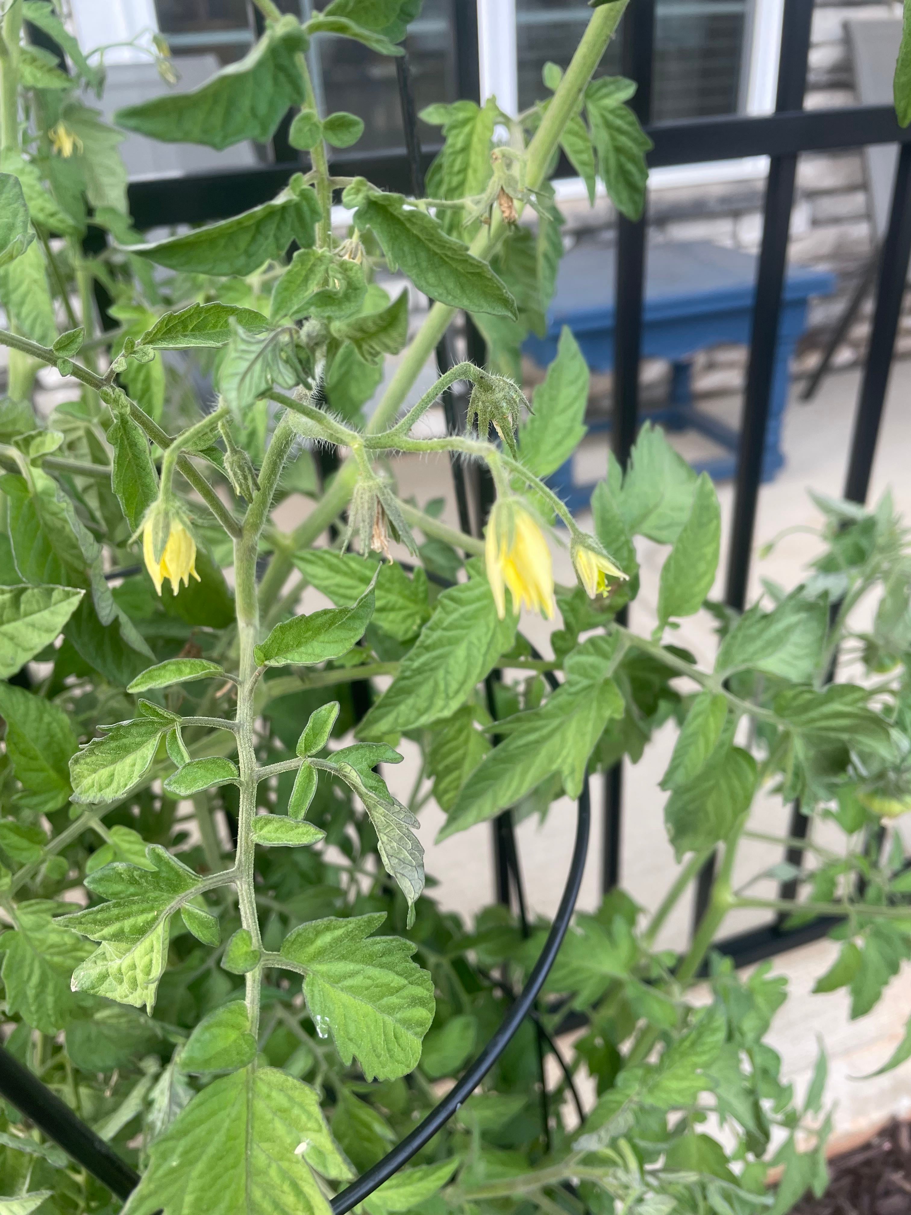 Sunrise Sauce Tomato Care 101: Water, Light & Growing Tips