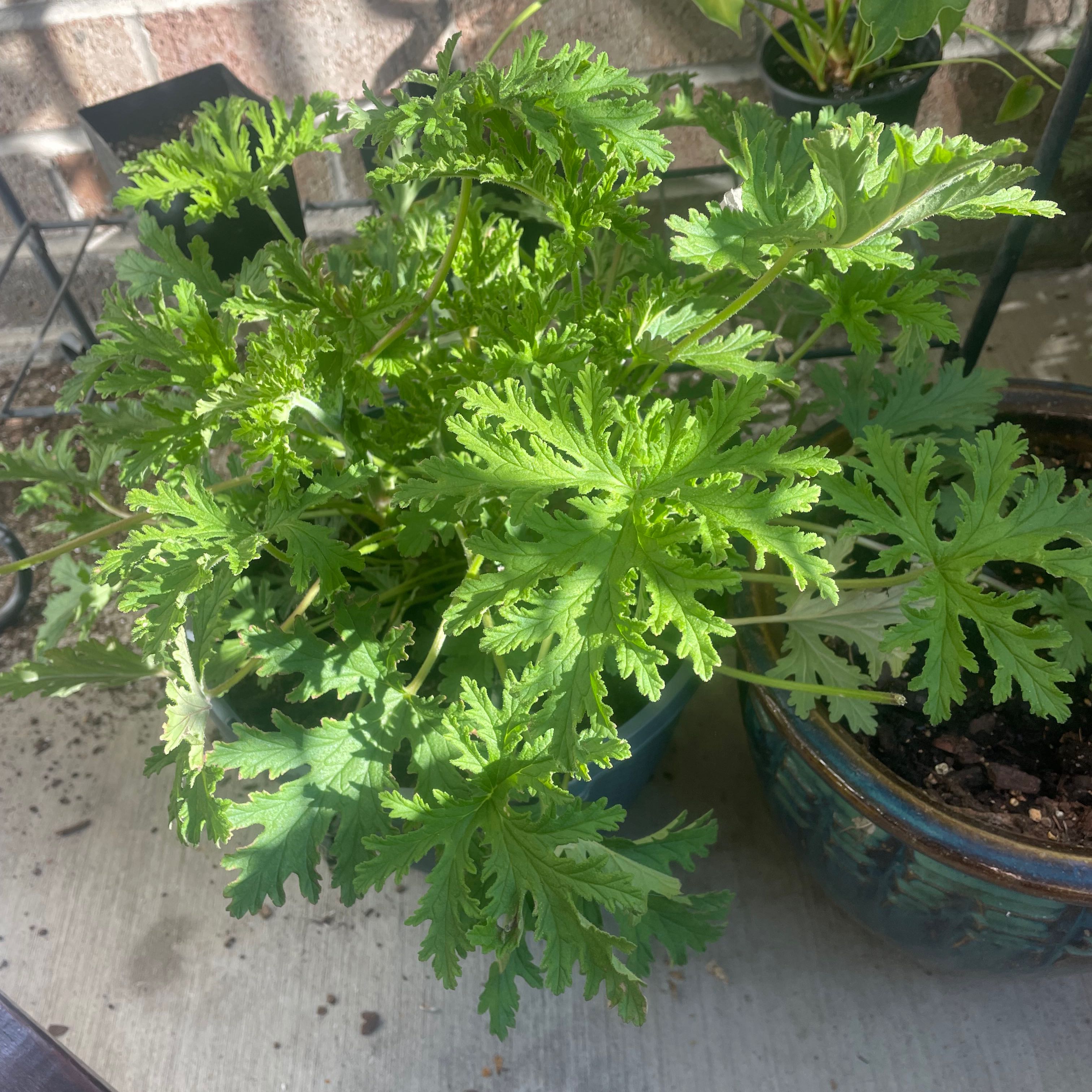 🦟 How Much Should I Water My Citronella (anti-mosquito plant)?