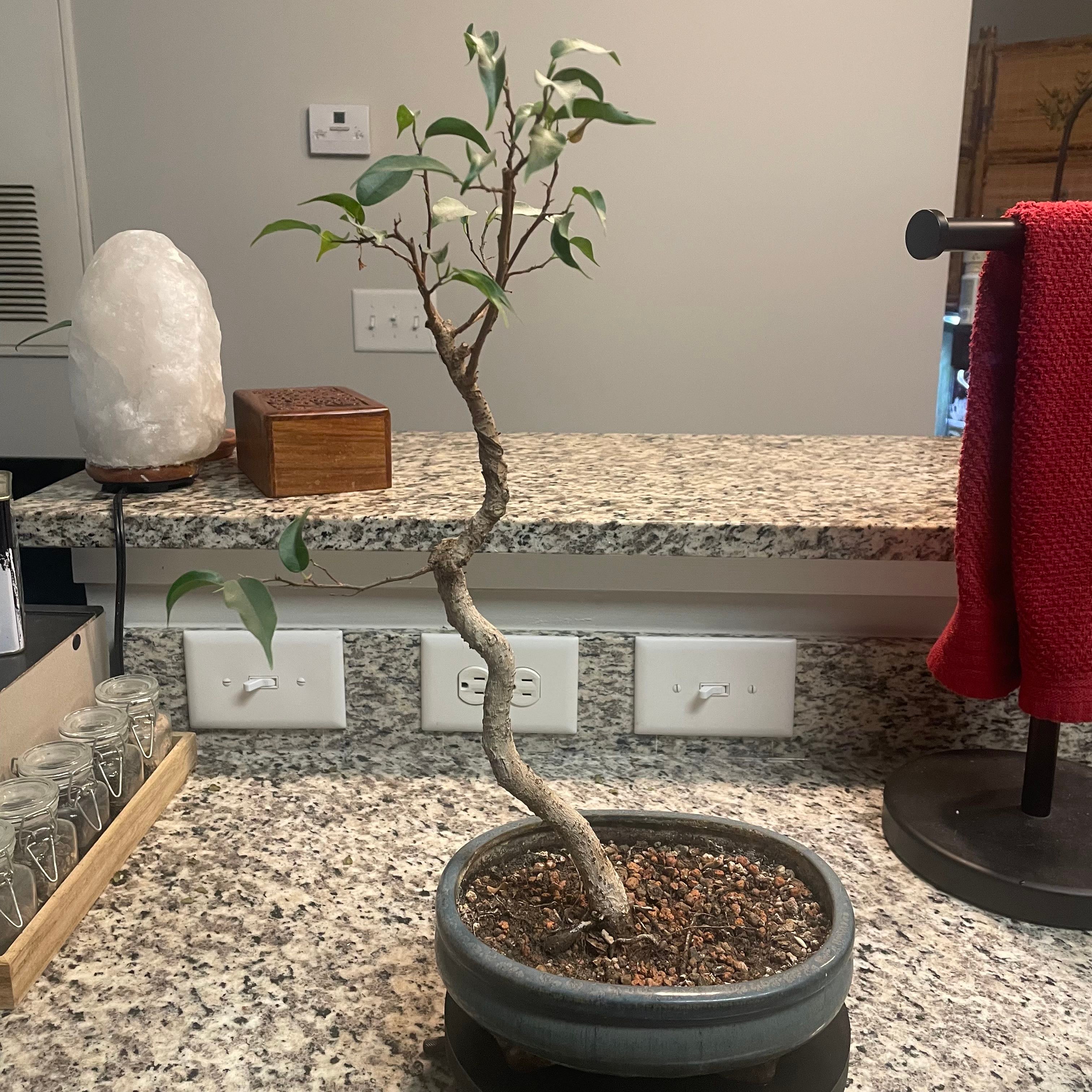 The Complete Weeping Fig Plant Care Guide: Water, Light & Beyond