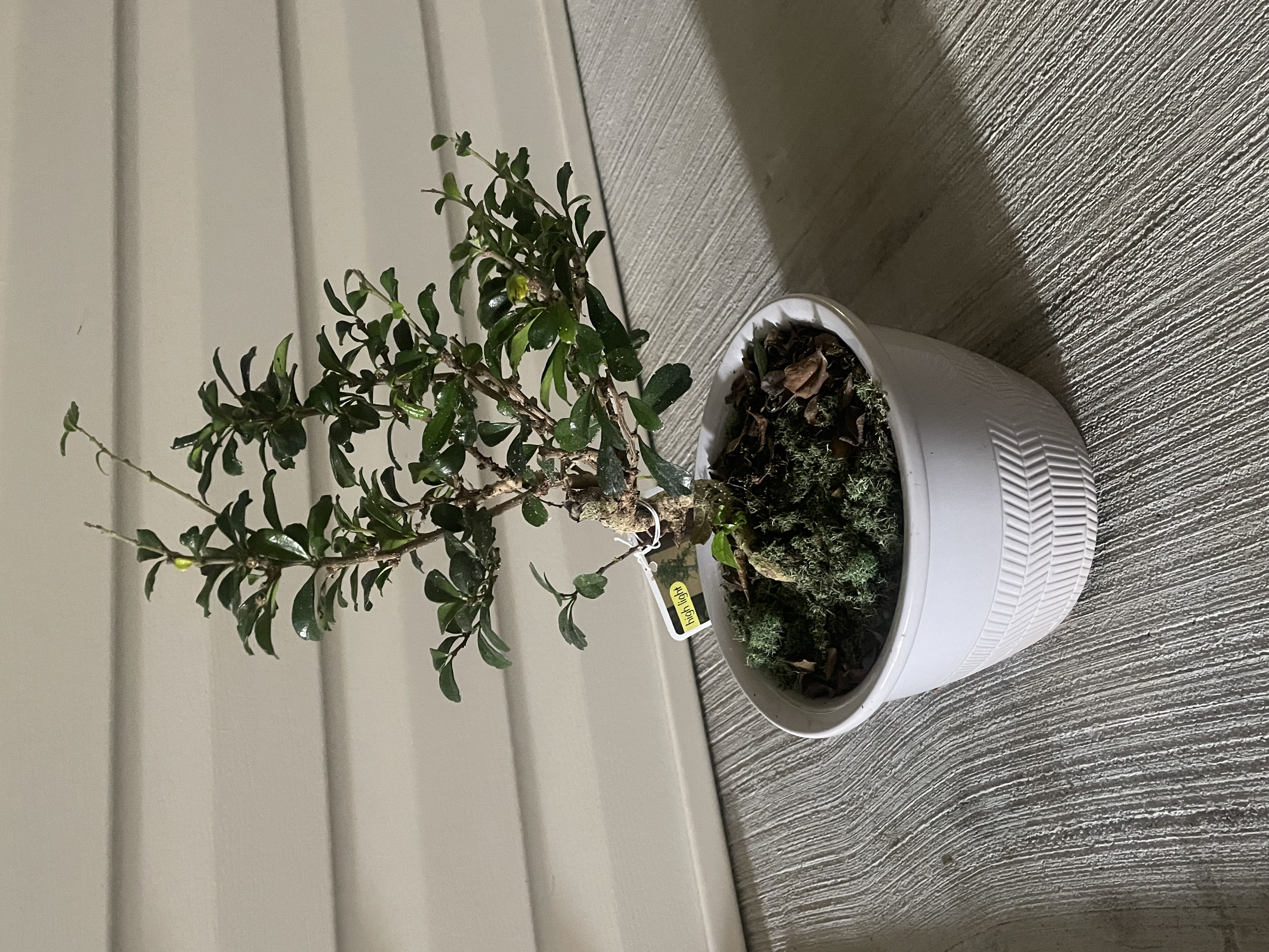 Fukien Tea Tree Plant Care: Water, Light, Nutrients | Greg App 🌱