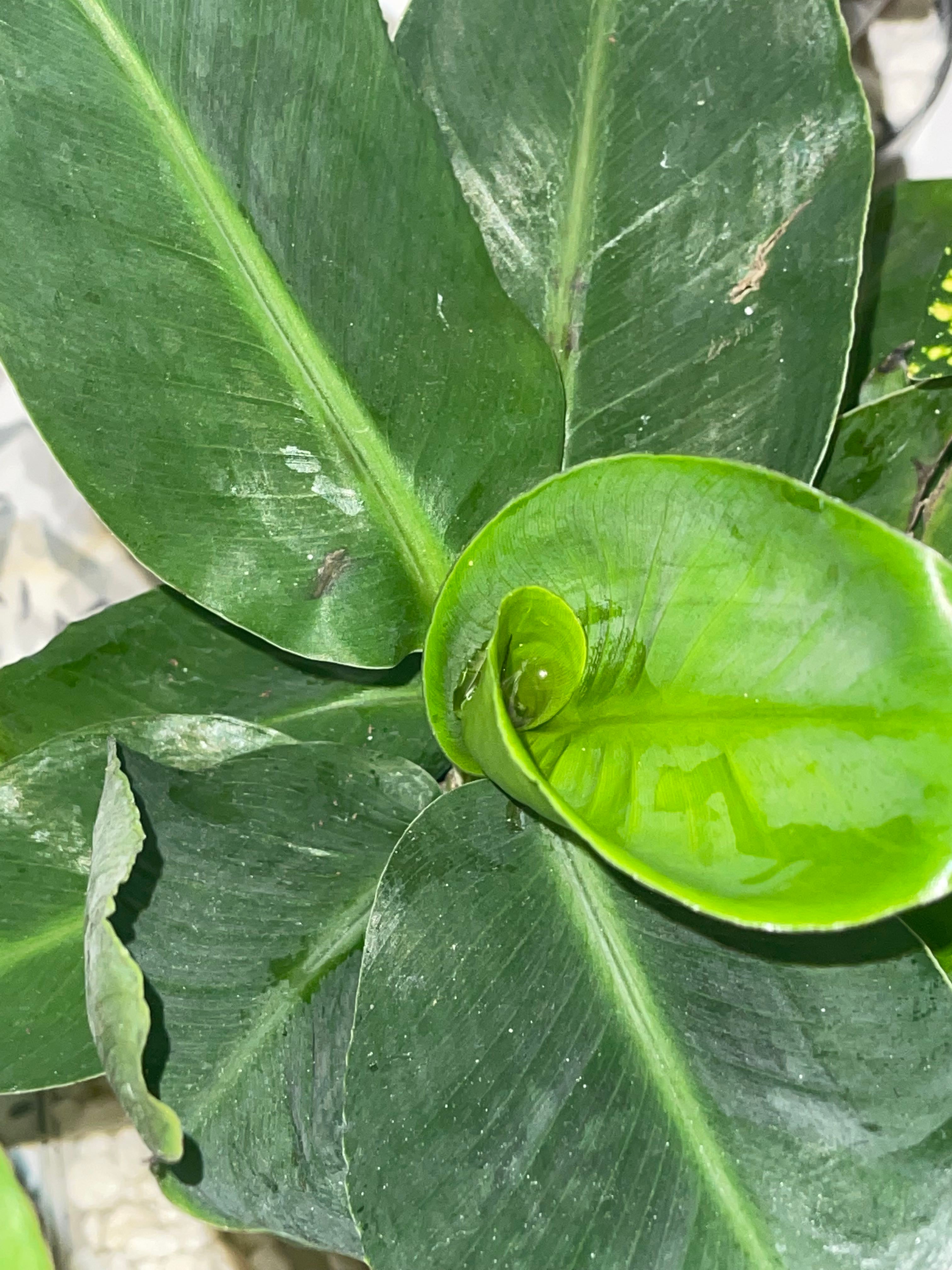 The Complete Dwarf Banana Plant Care Guide: Water, Light & Beyond