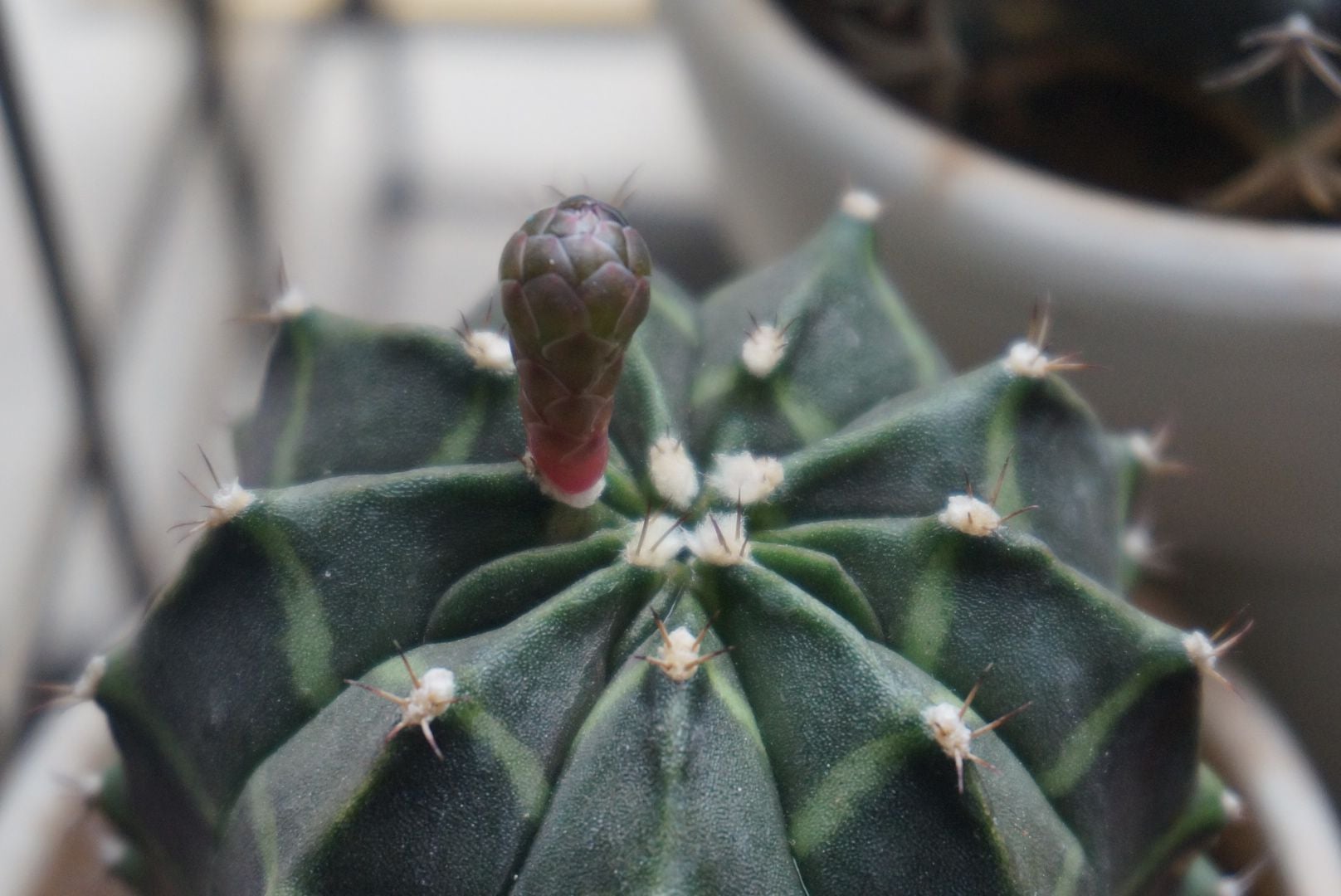 Black Spots on My Gymnocalycium stenopleurum Leaves