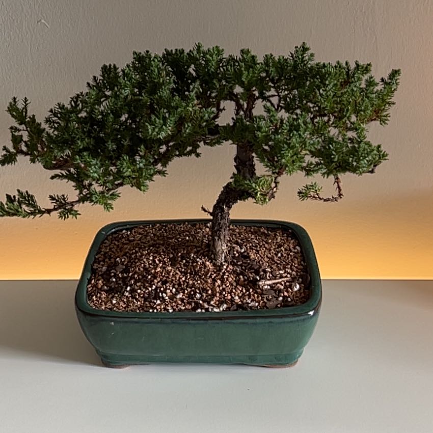 How to Get a Blue Star Juniper to Bloom