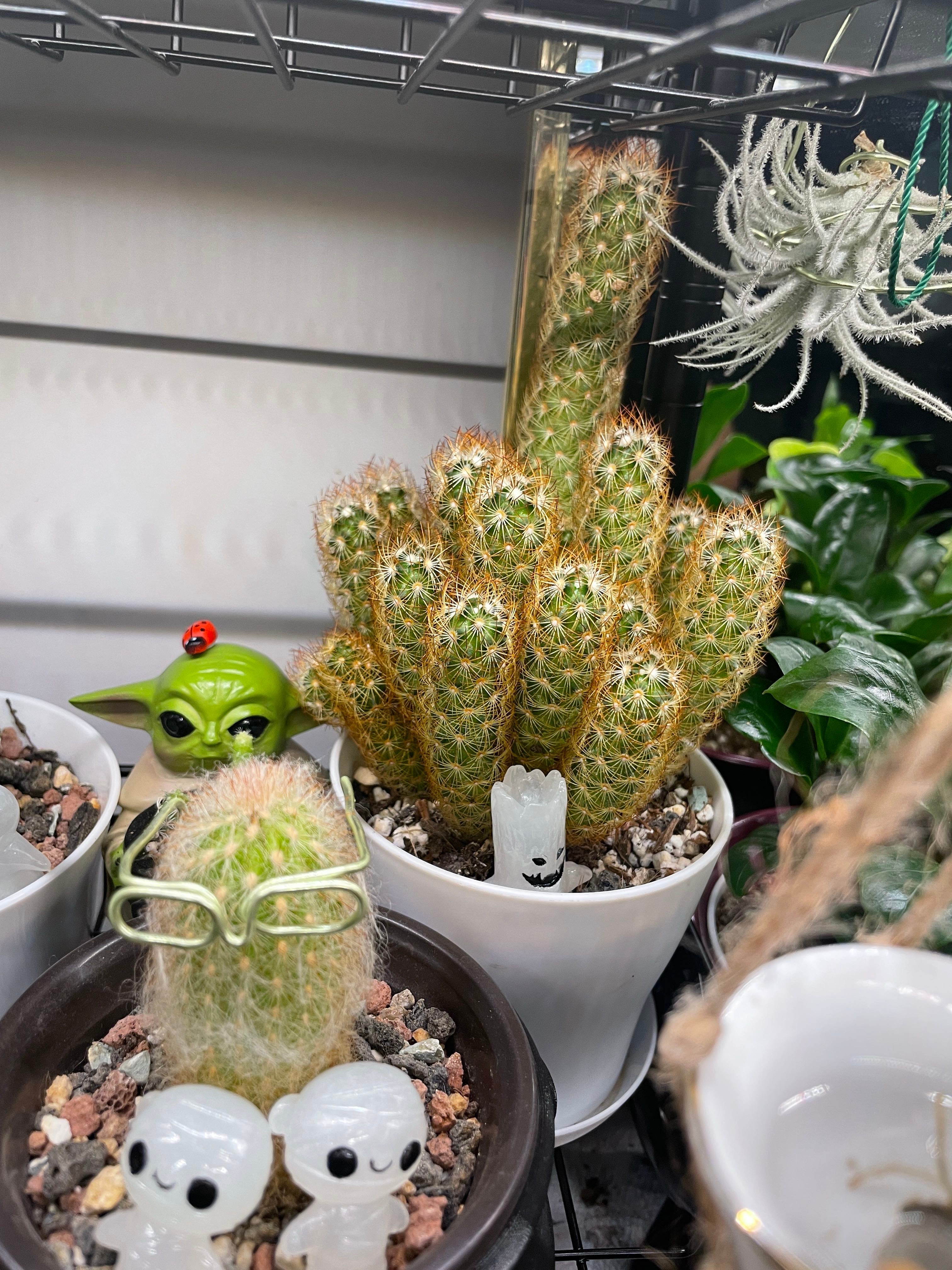 Lady Finger Cactus: How Much Water & Light Does it Need to Thrive?