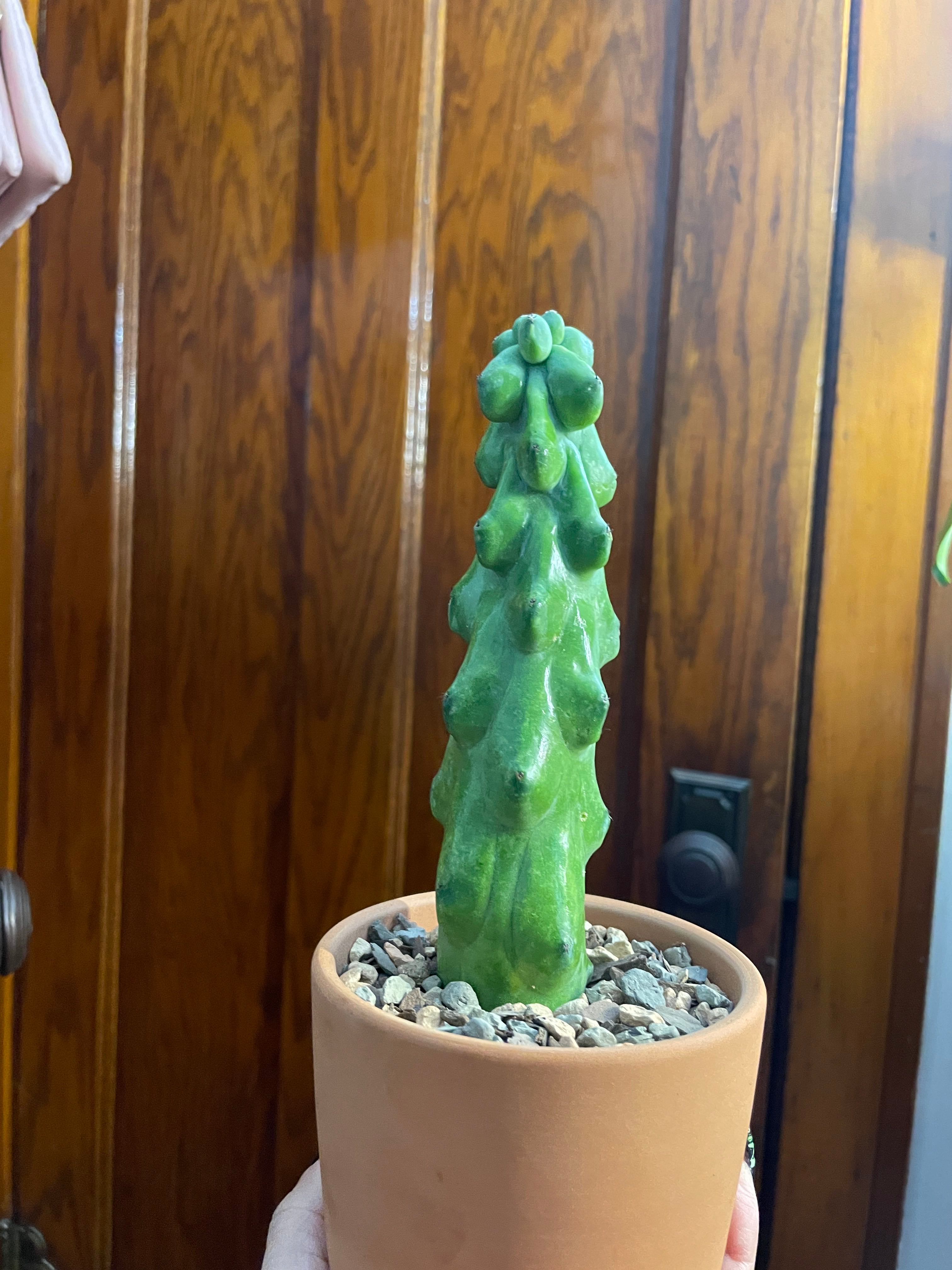 Boobie Cactus Plant Care: Water, Light, Nutrients | Greg App 🌱