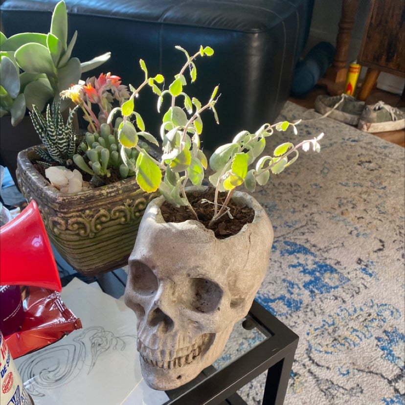 How to Propagate Your Flower Dust Plant