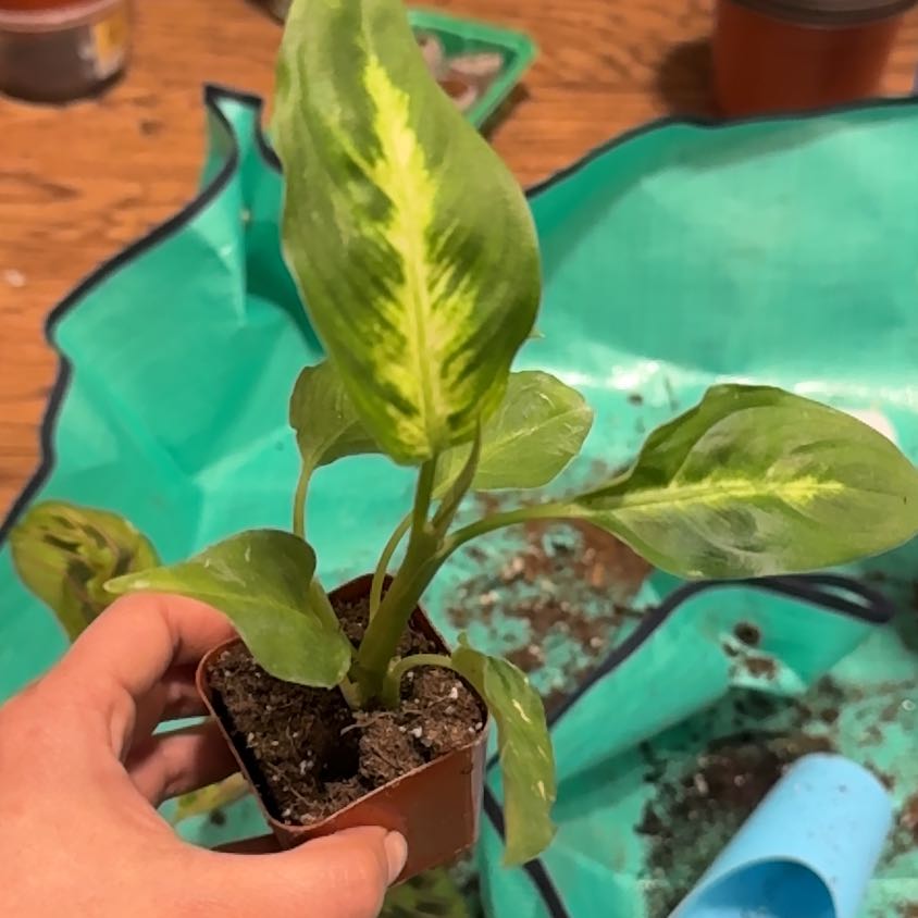 Athena | A plant by @Kaizenagility on Greg