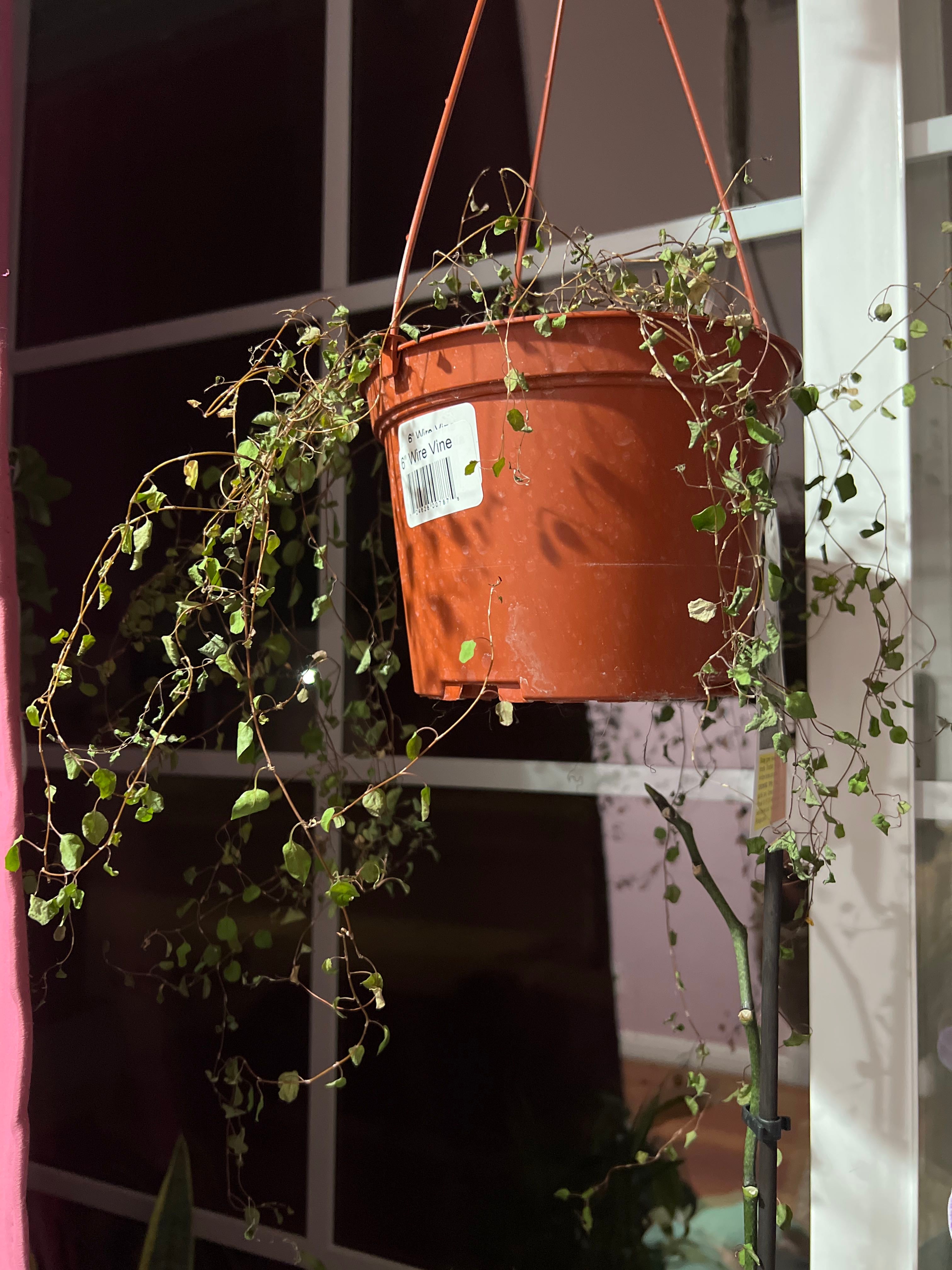 Creeping Wire Vine Plant Care: Water, Light, Nutrients | Greg App 🌱