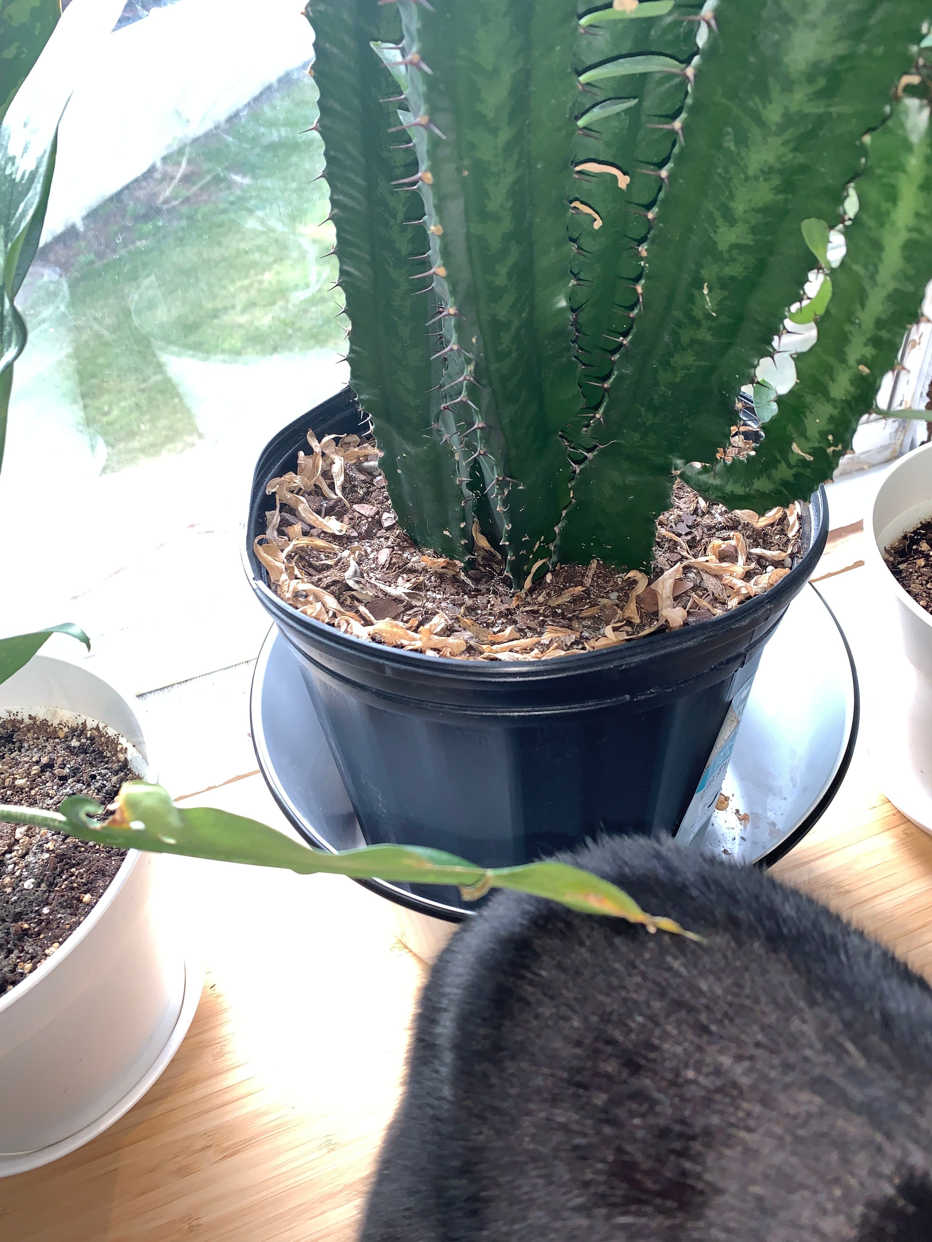 Desert Candle Cactus Care 101: Water, Light & Growing Tips