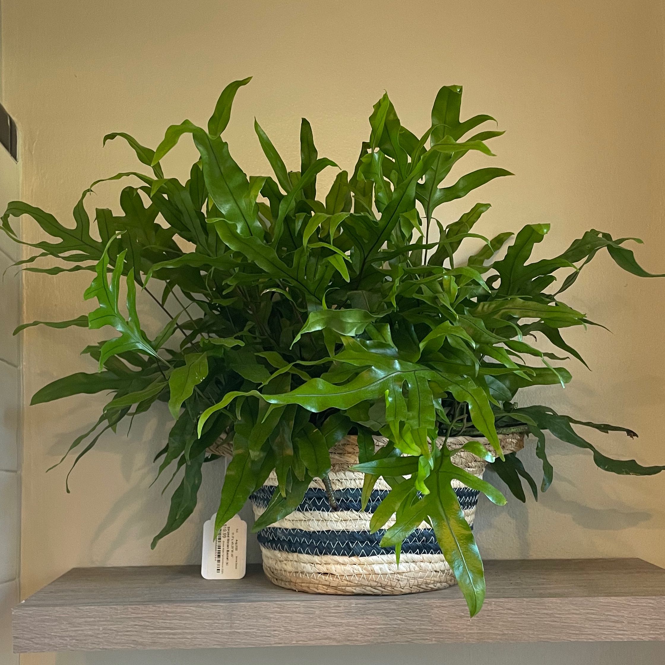 🦘 How and When Should I Cut Back My Kangaroo Paw?