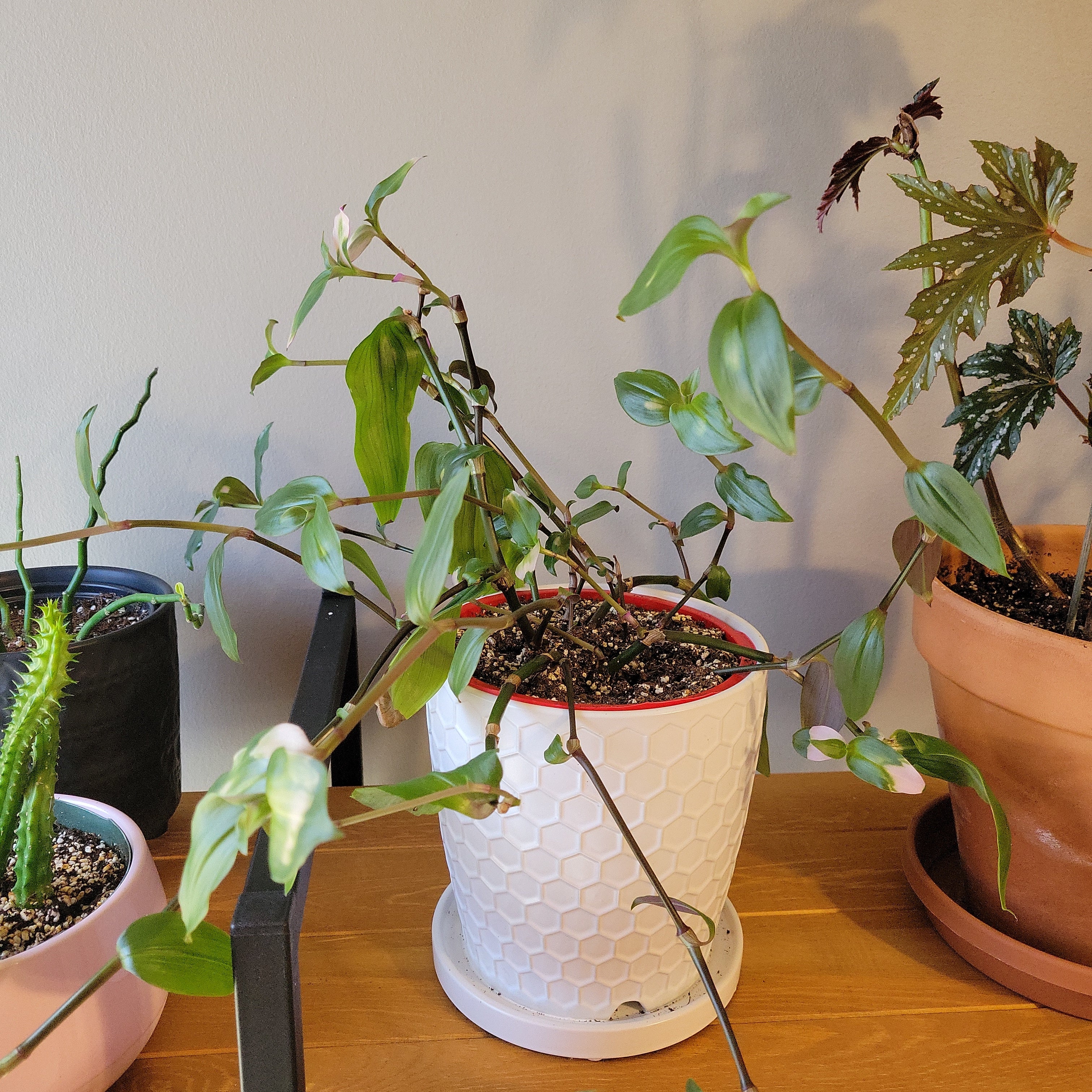 🥰 Why Are My Tradescantia Blushing Bride Leaves Droopy?