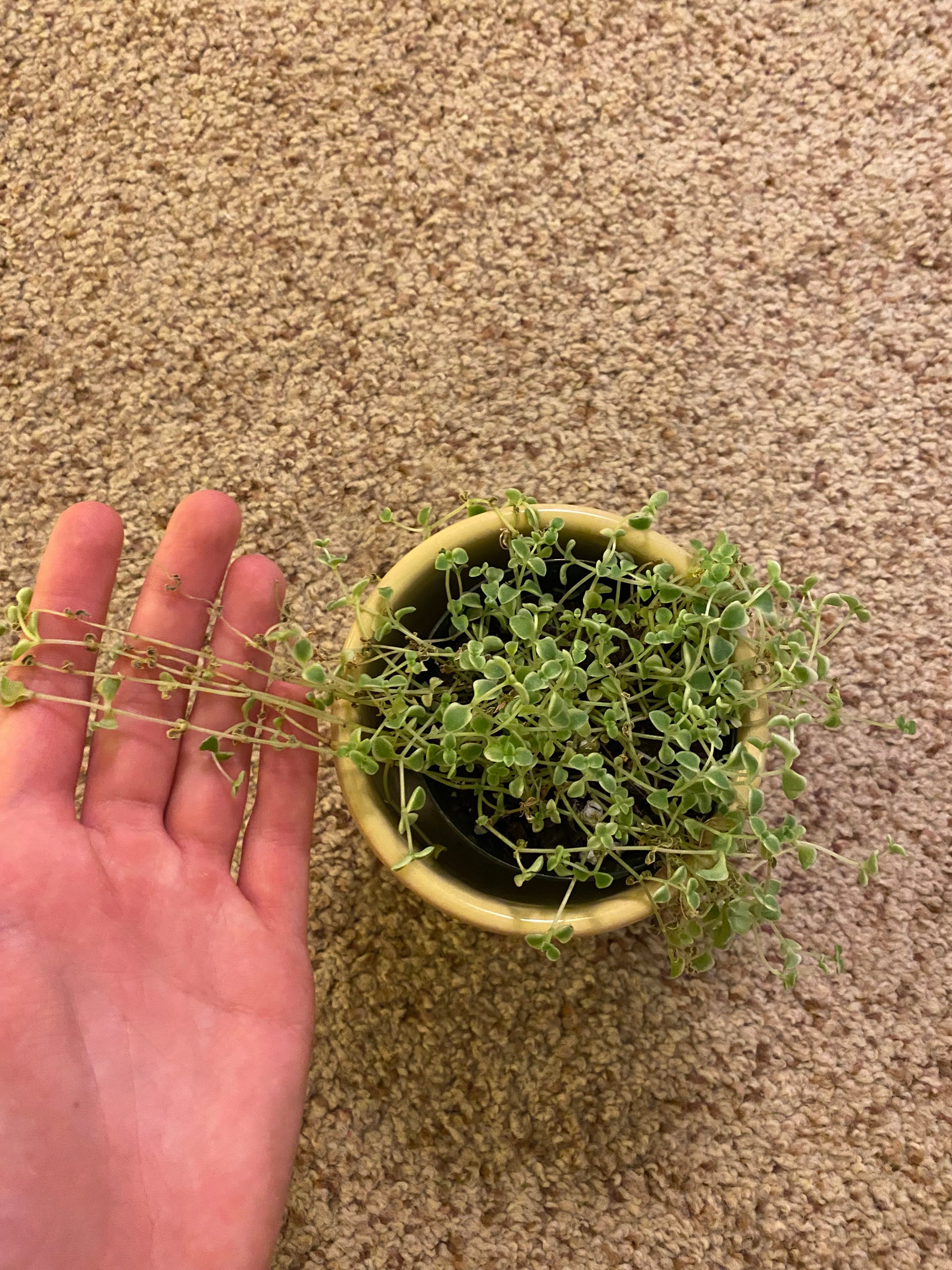 Sedum 'Little Missy' Plant Care: Water, Light, Nutrients | Greg App 🌱