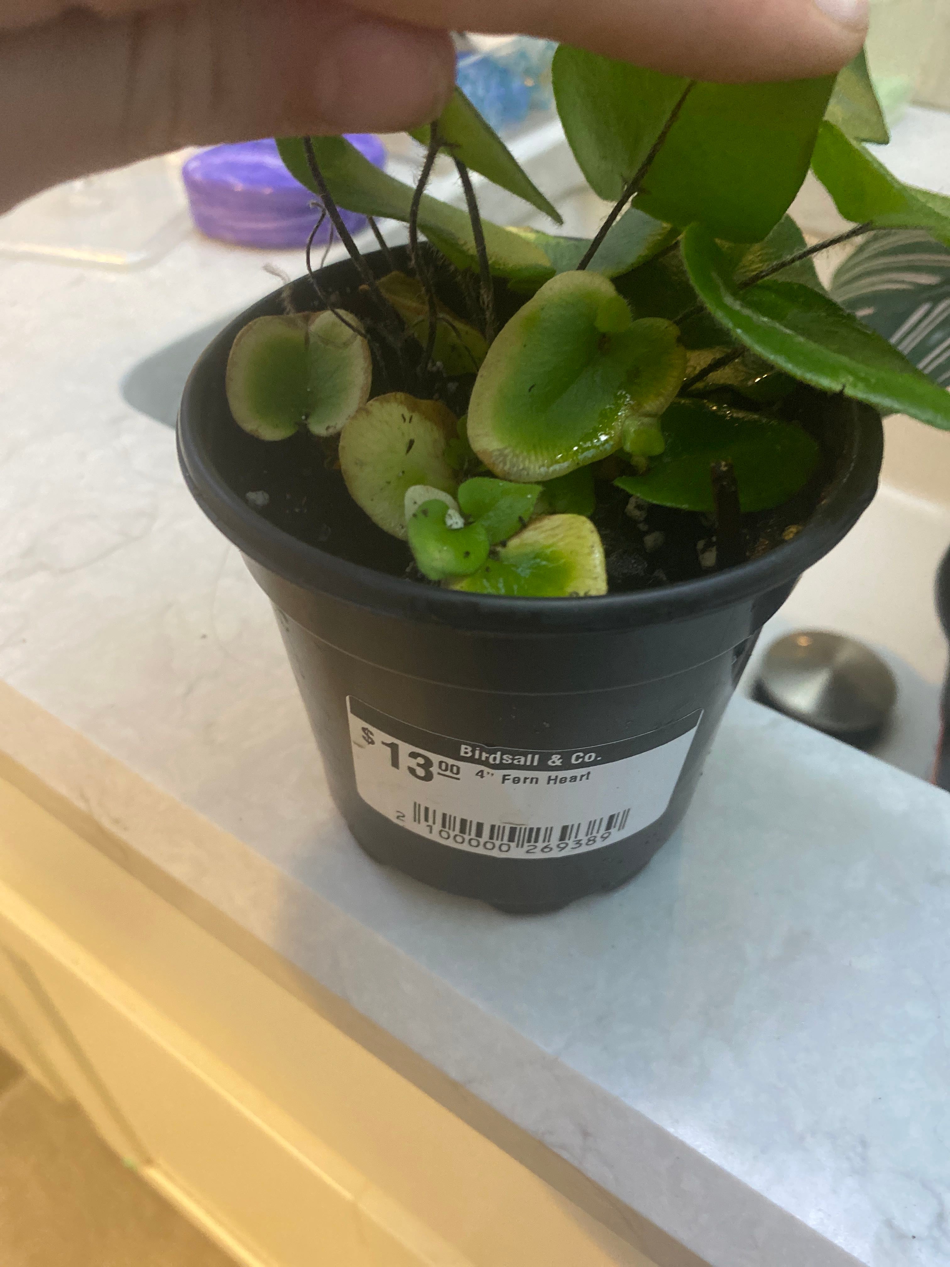 How to Care for Heart Fern: Mastering Water, Sunlight & More