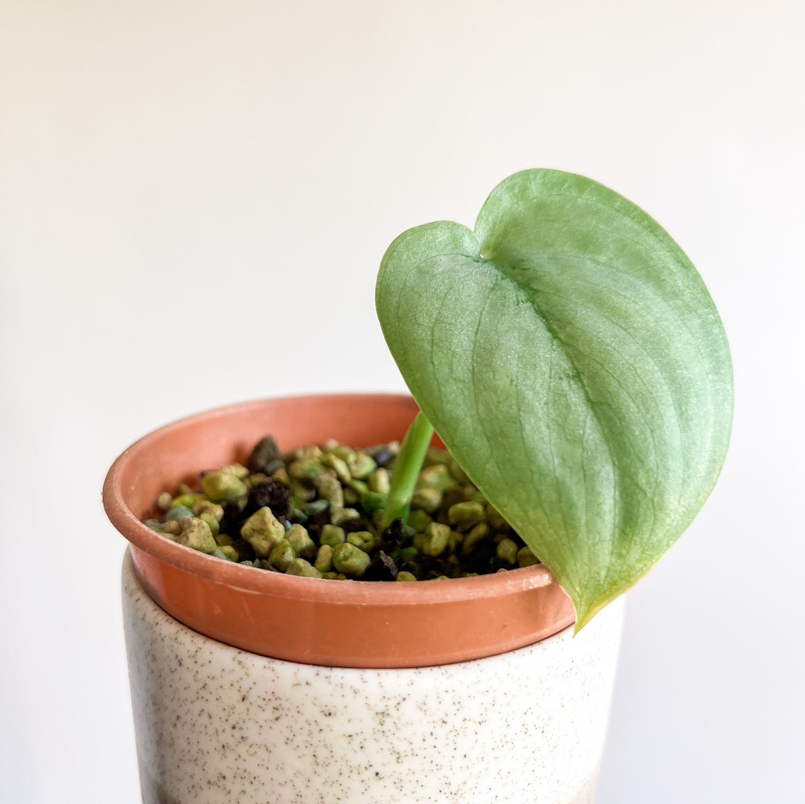 How to Propagate Your Scindapsus pictus 'Silver Hero'