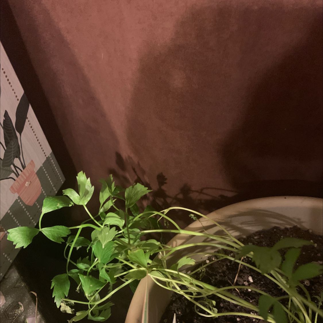 🤒 How Do I Cure celery root rot?