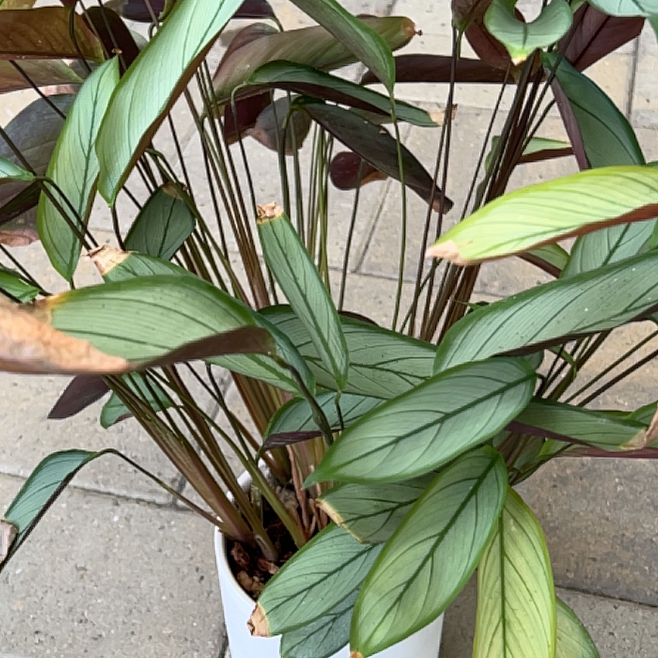 Brown Spots On Never Never Plant 'Grey Star' Leaves